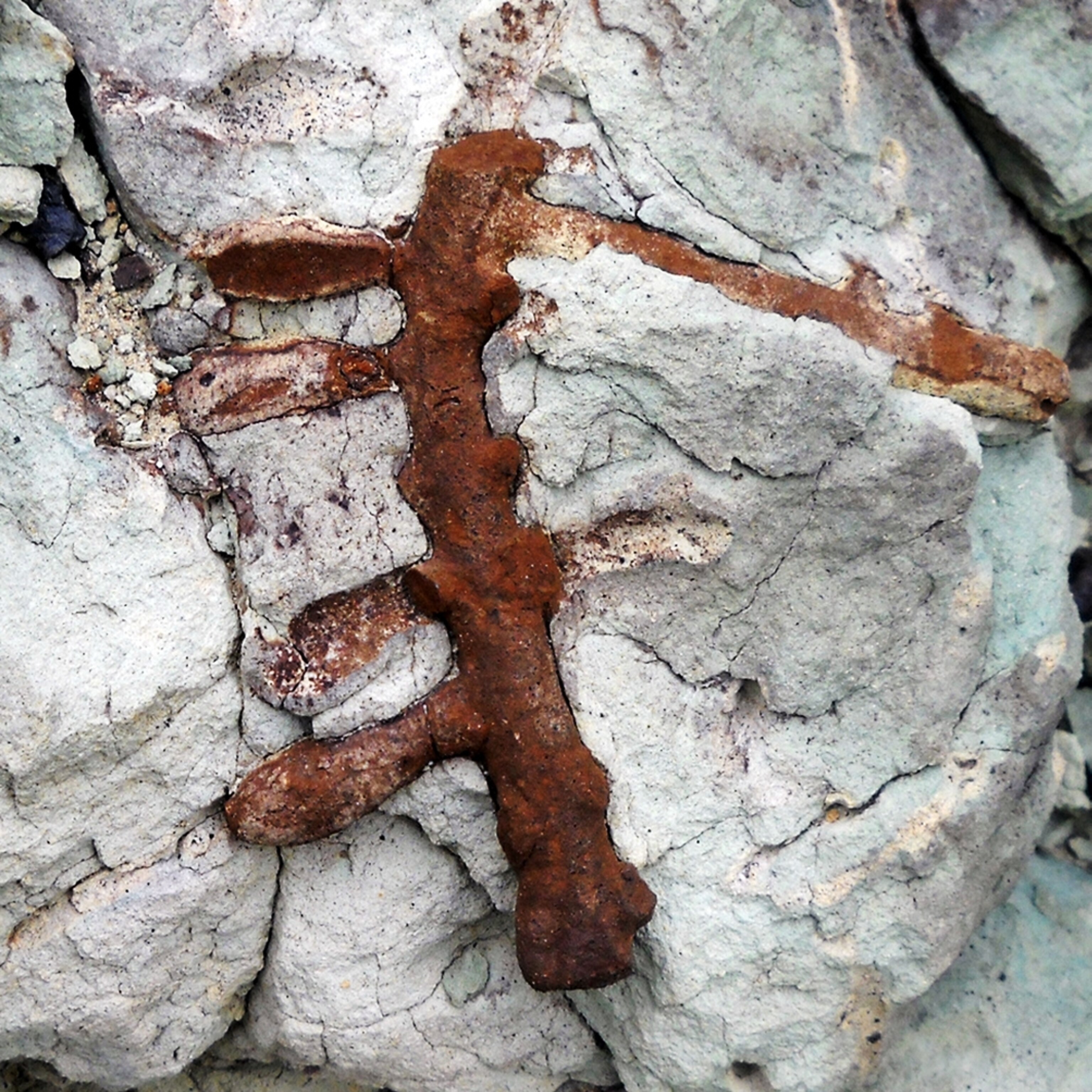 Oldest evidence of modern bees found in Argentina