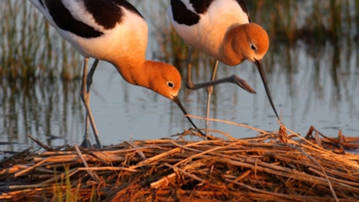 Shorebird Pictures - National Geographic | National Geographic