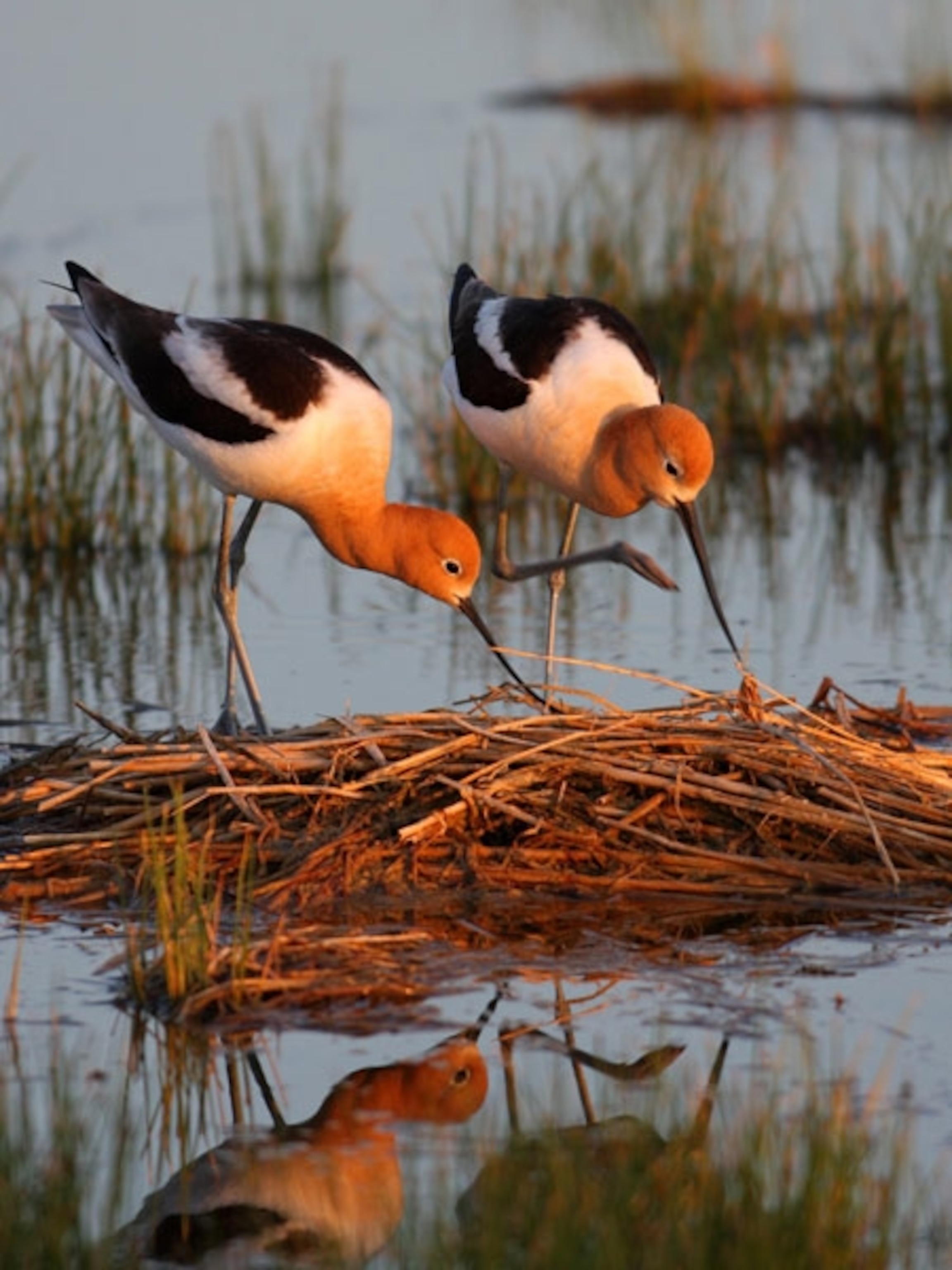 Shorebird Pictures - National Geographic