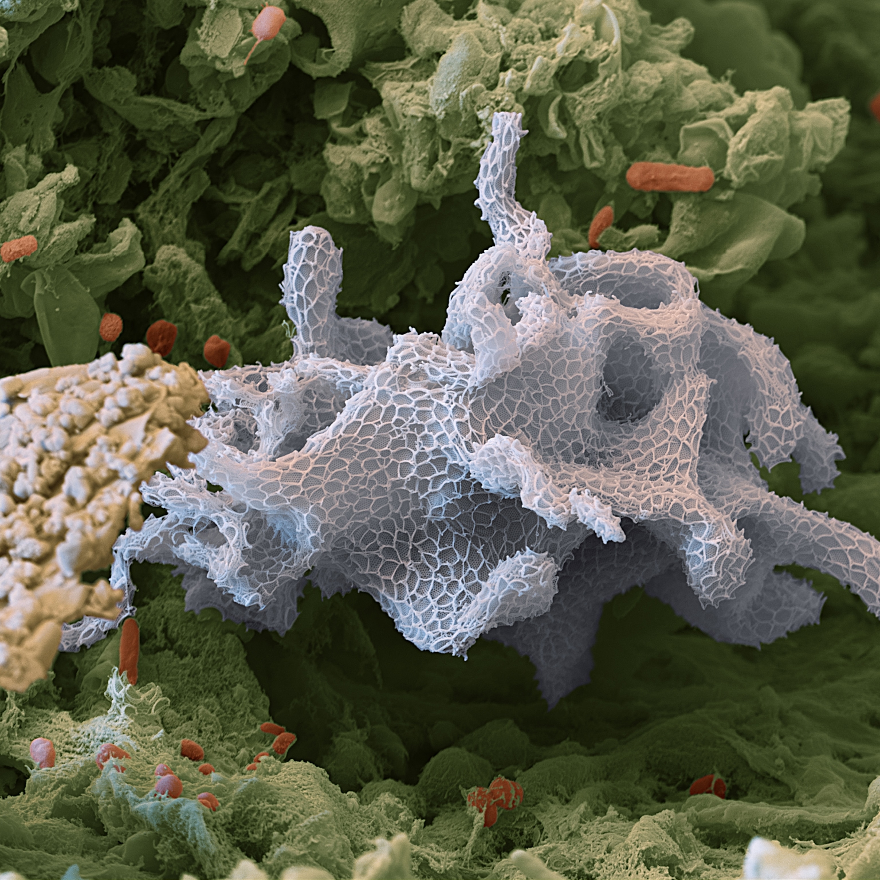 Meet the marvelous creatures that bring soil to life