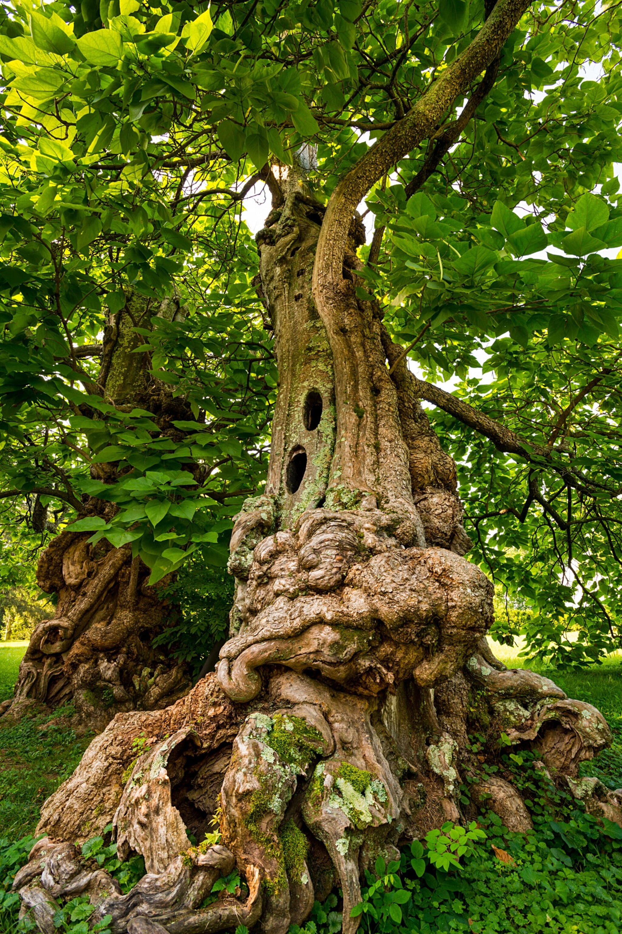 See 10 Remarkable Trees, Each With a Special Story to Tell