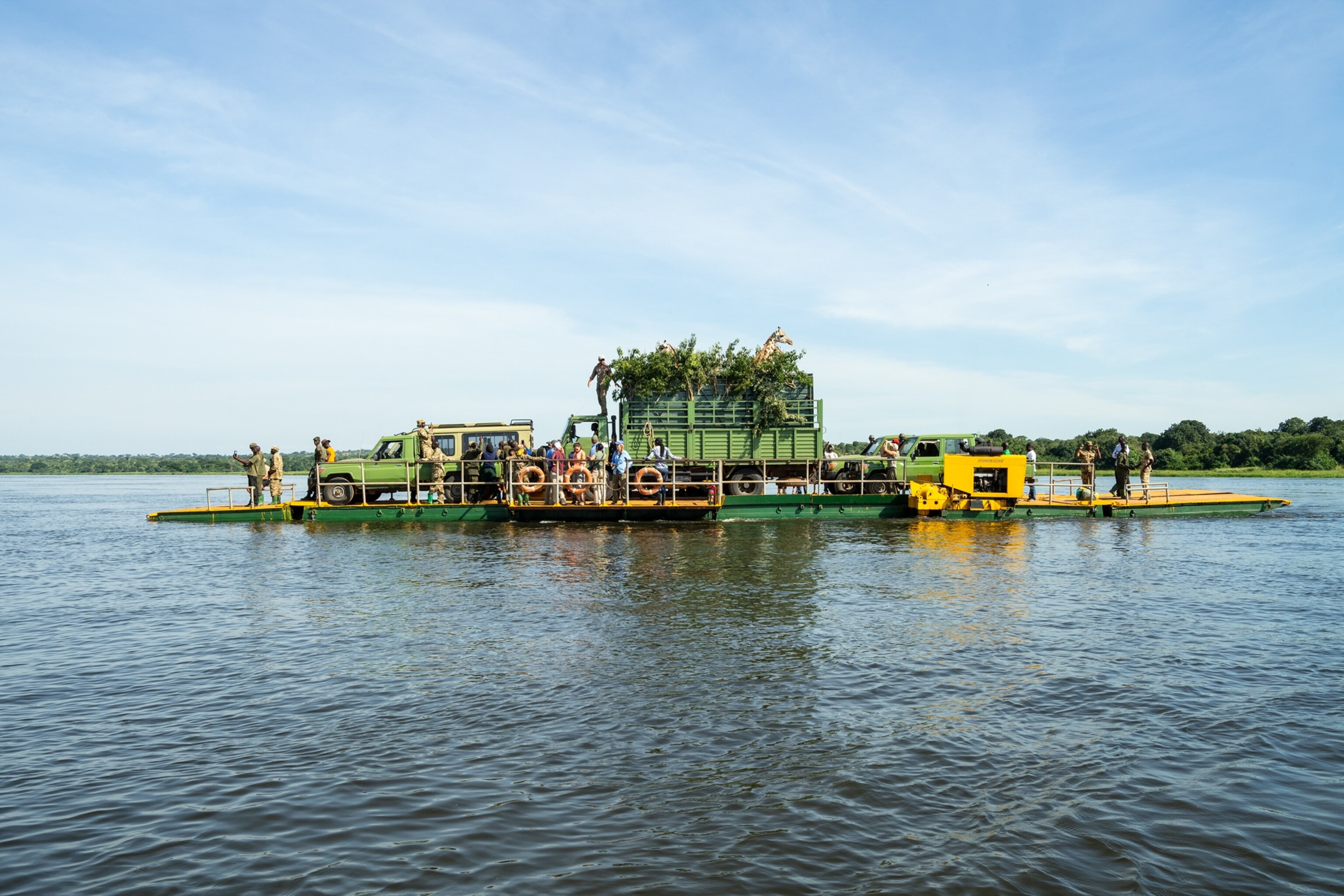 A bold plan to save Africa’s shrinking giraffe herds