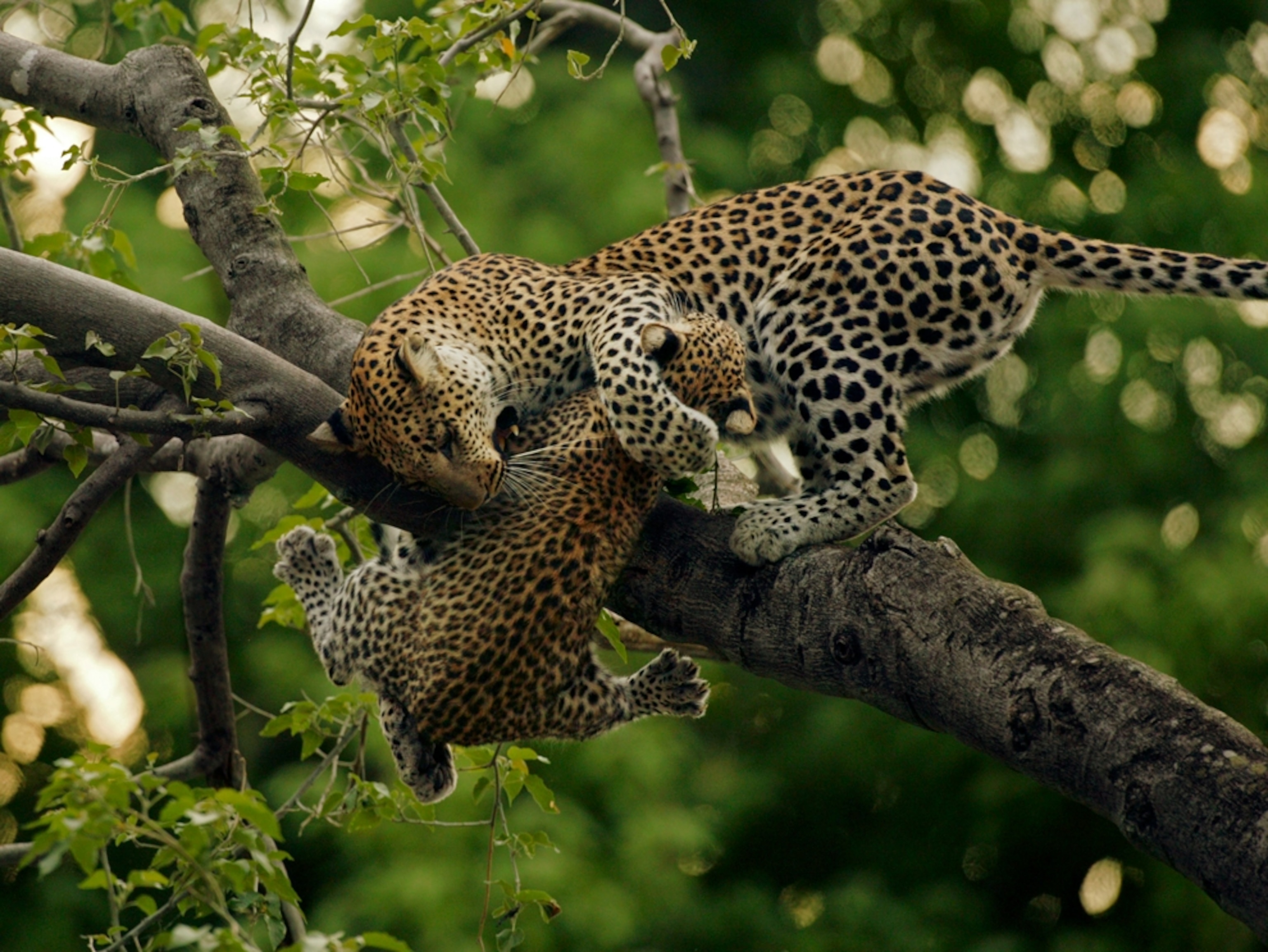 Big Cat Cub Pictures - National Geographic