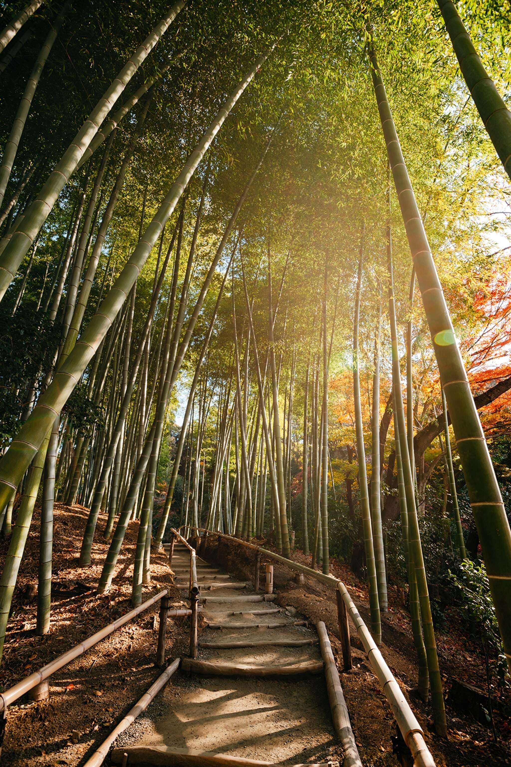 Photo story: autumn leaf-peeping season in Kyoto