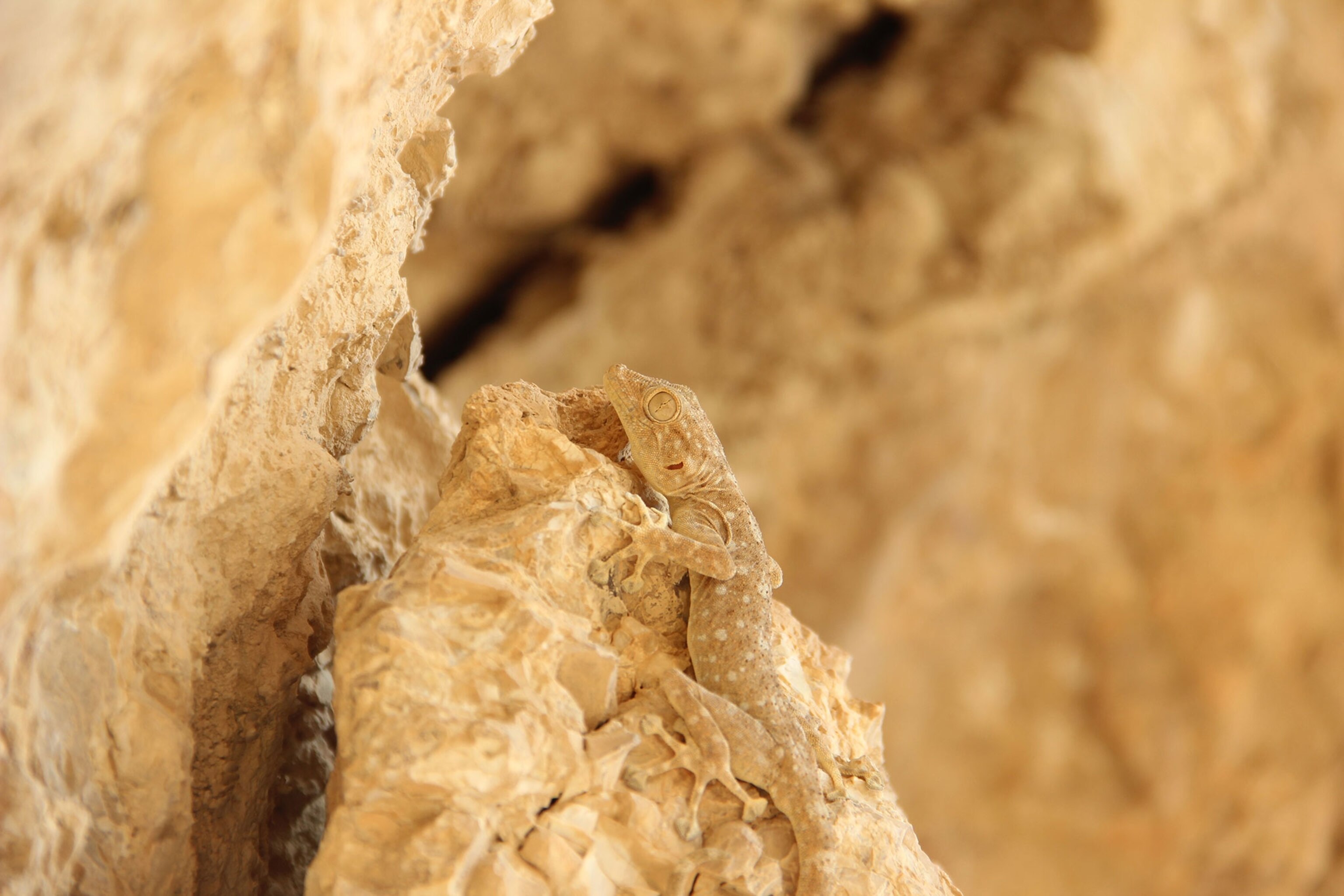 Can you Spot The Animals Hidden in These Photos?