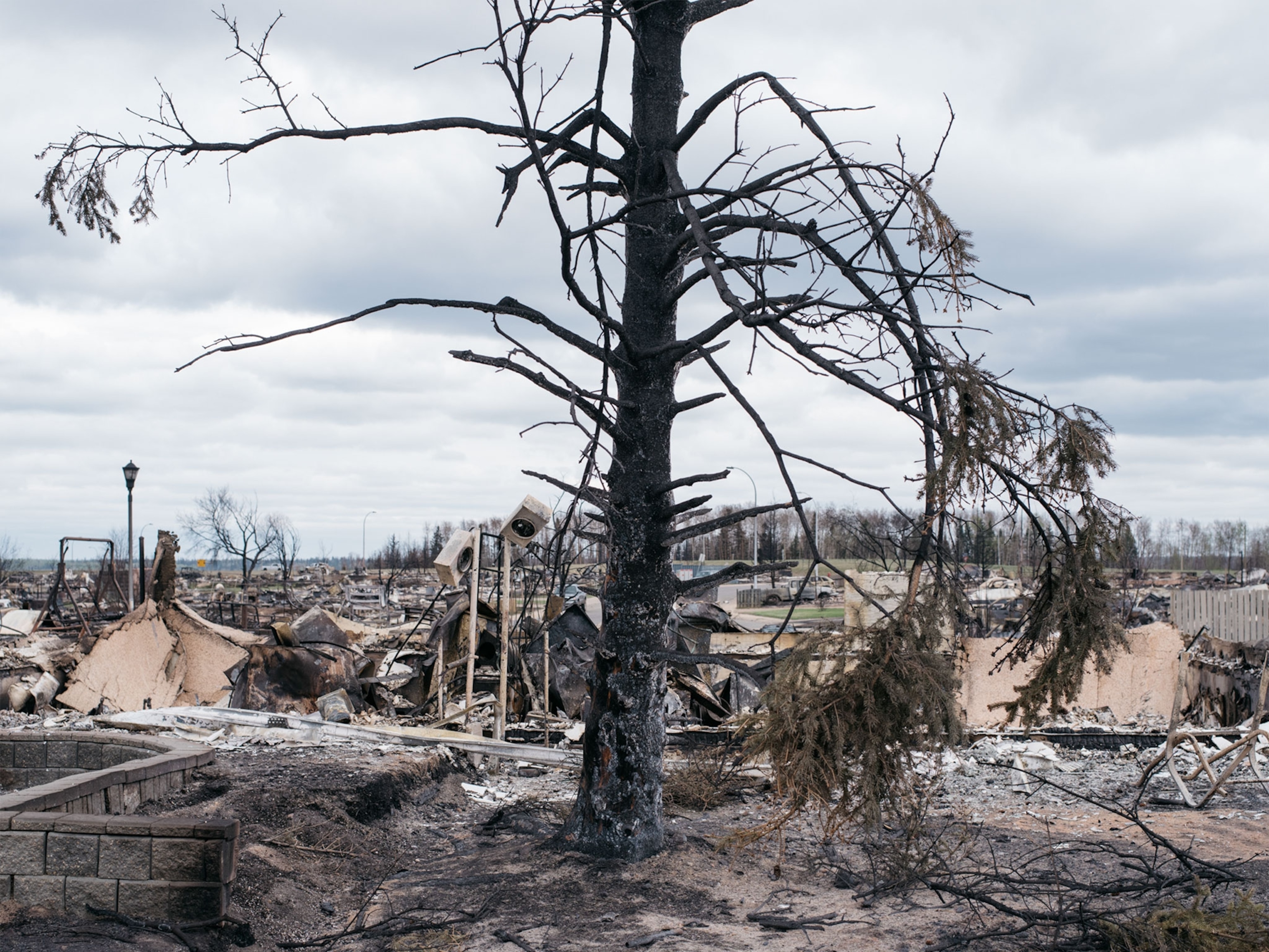 How wild animals cope with wildfires