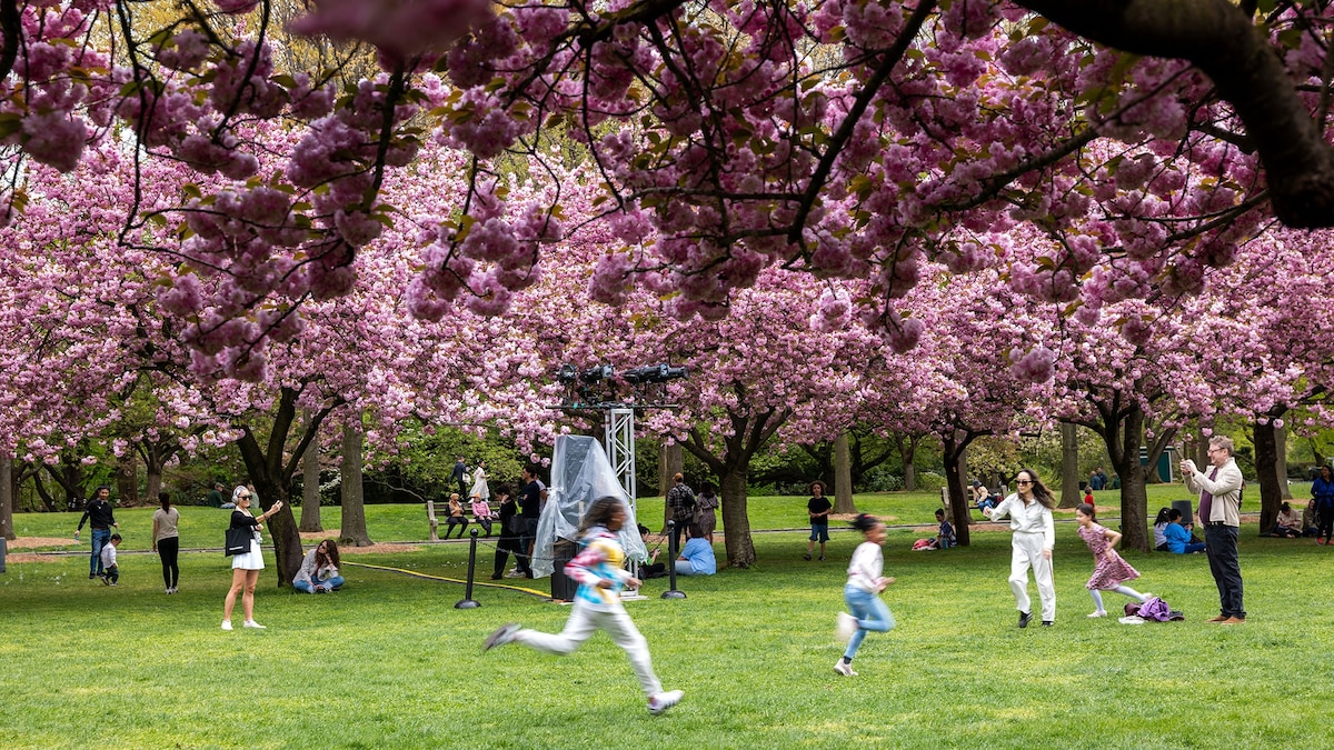 How cherry blossoms came to the United States | National Geographic
