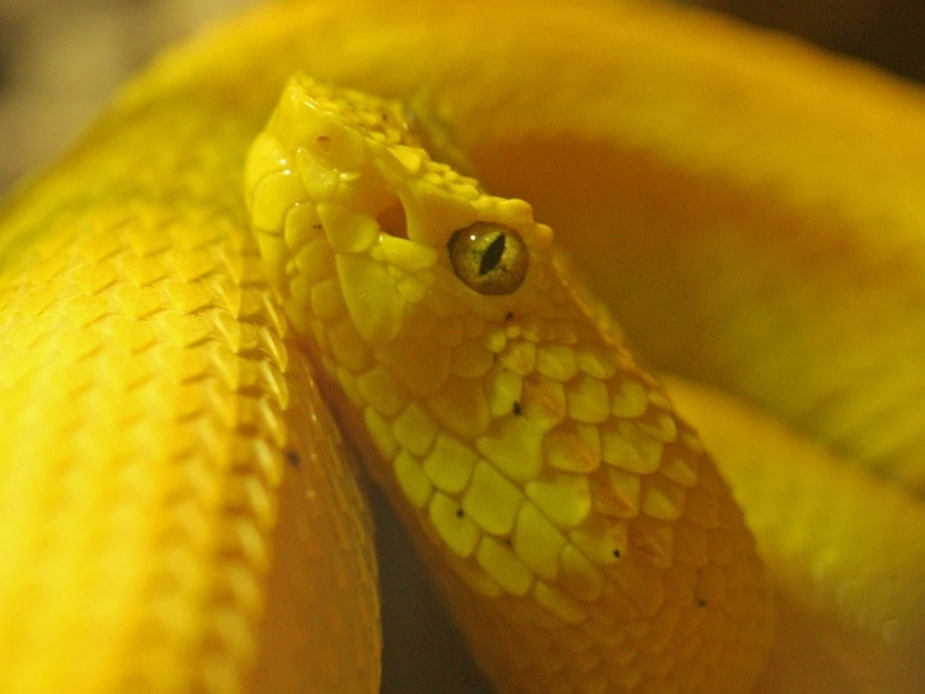 Yellow Snake Wallpaper