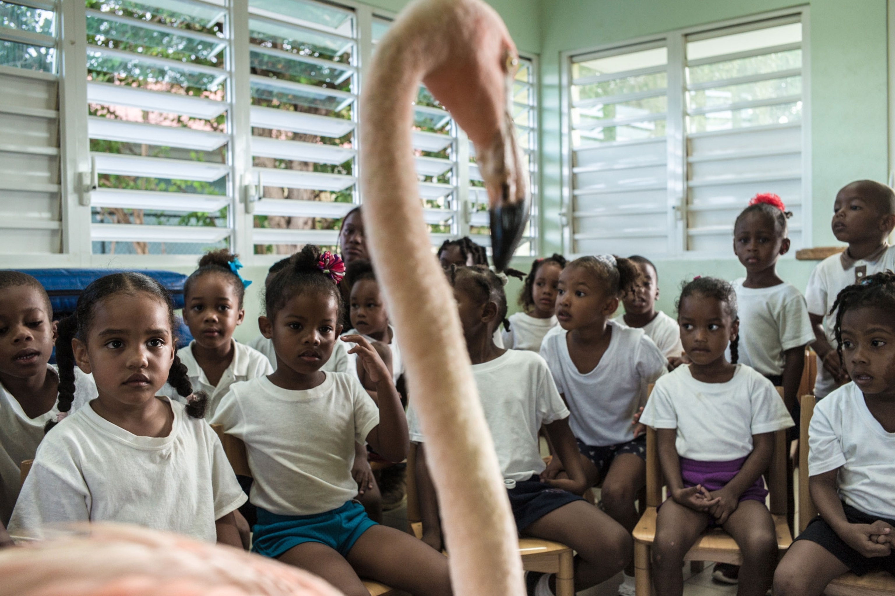 Pictures of Bob the Flamingo Ambassador of Curacao
