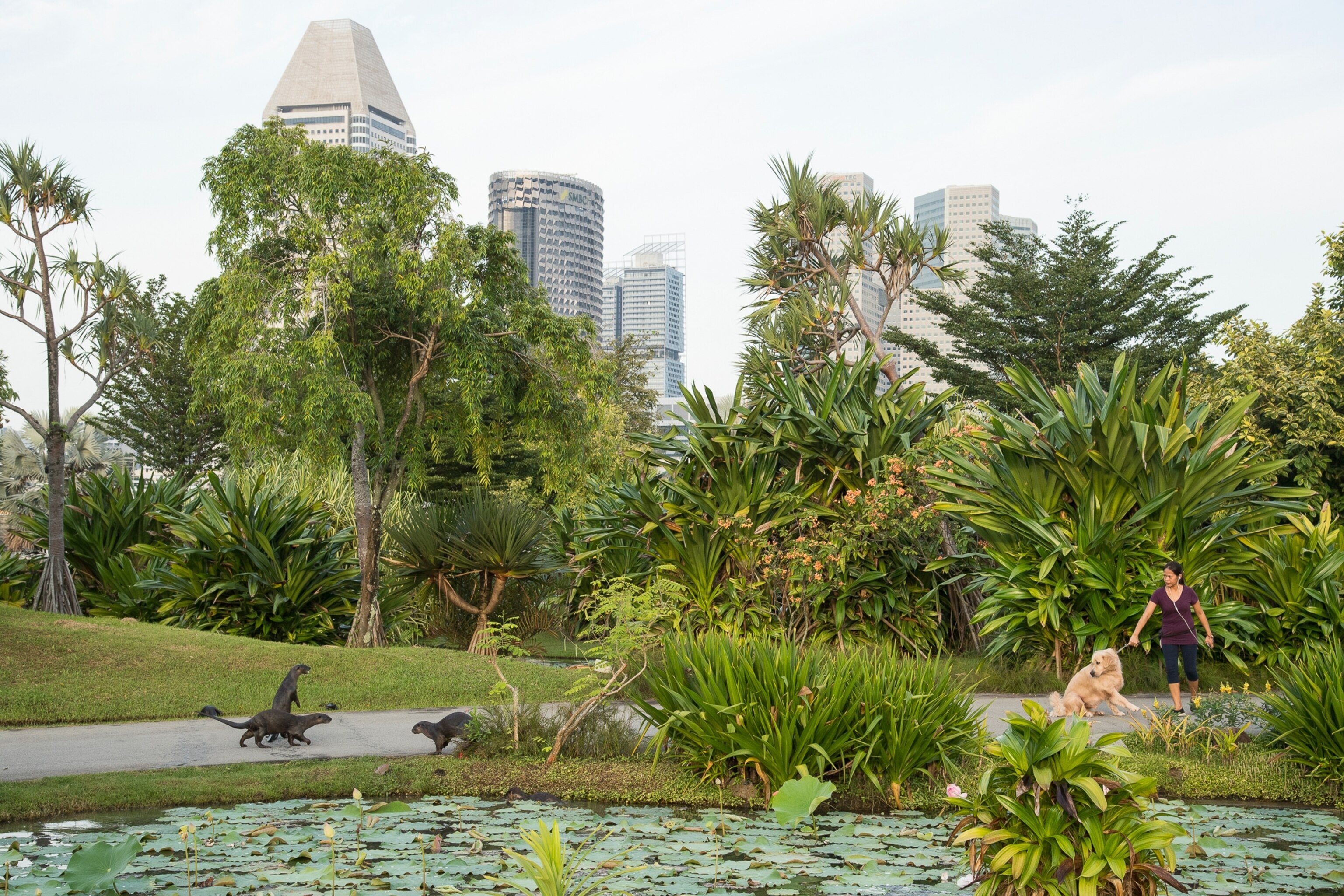 Cheeky otters are thriving in Singapore—and adapting quickly to big ...