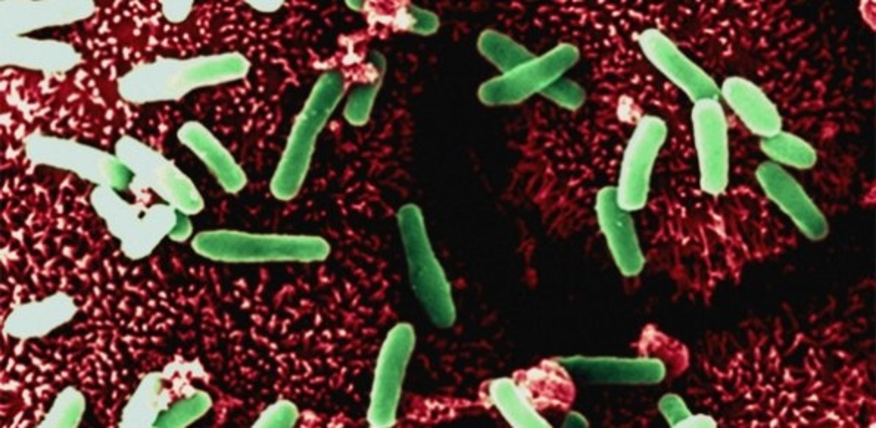 An introduction to the microbiome | National Geographic