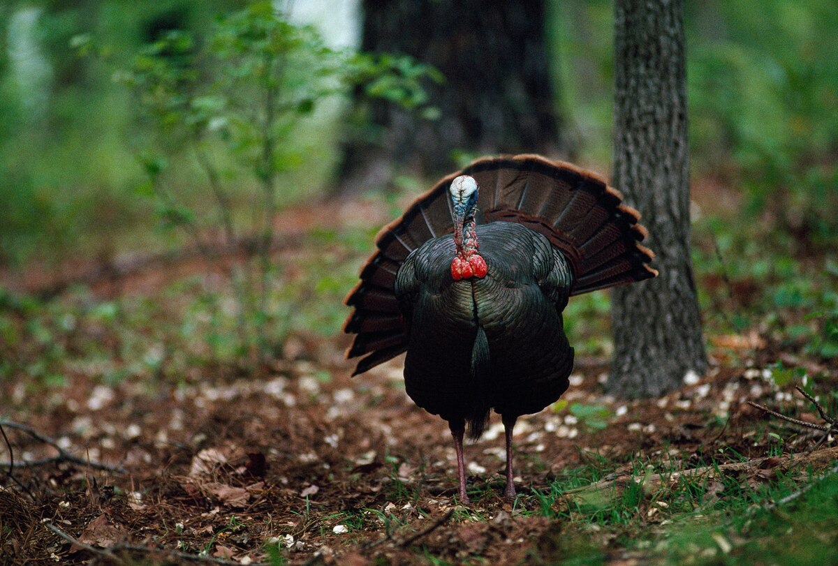 Fowl Play? The Twisted Linguistics of Turkey