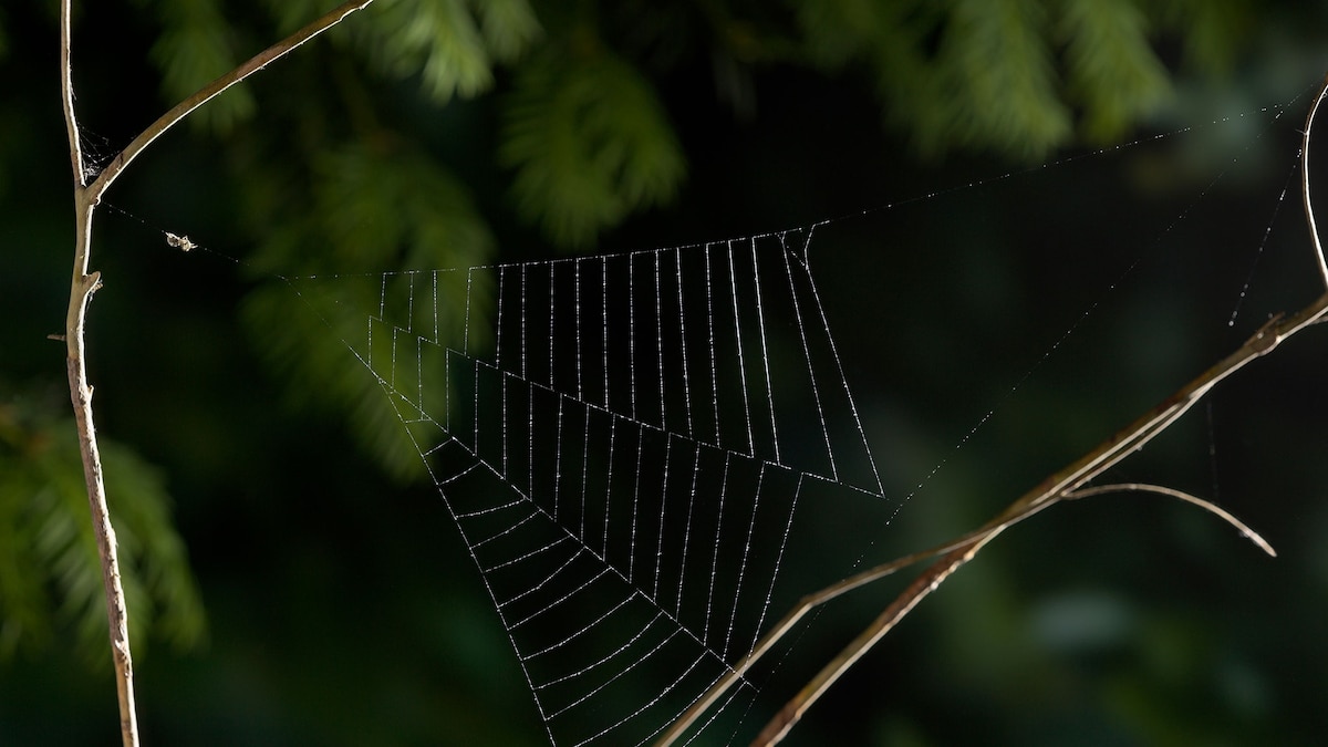 This spider accelerates faster than a rocket | National Geographic