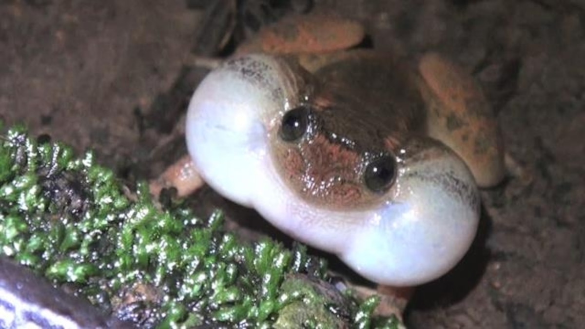 New Mating Position Adds to 'Frog Kama Sutra' | National Geographic
