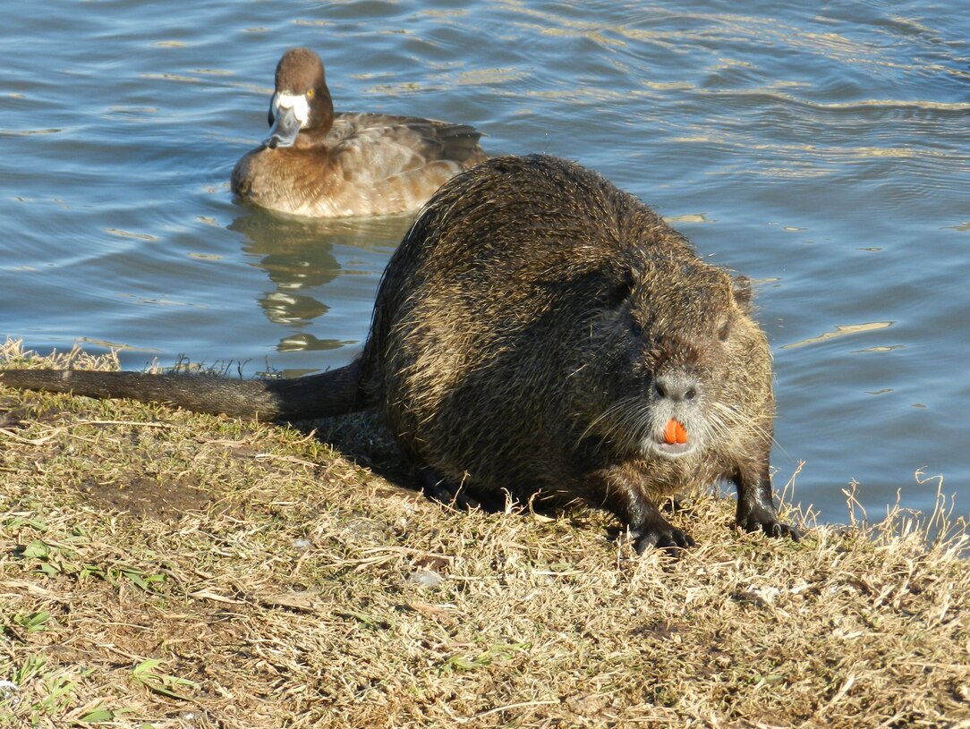 Nutria Recem Nascida Nutria Bebé Stock Photos, Royalty Free Nutria