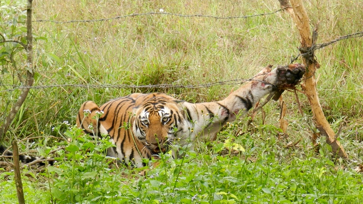 Trapped Tigress Rescued | National Geographic