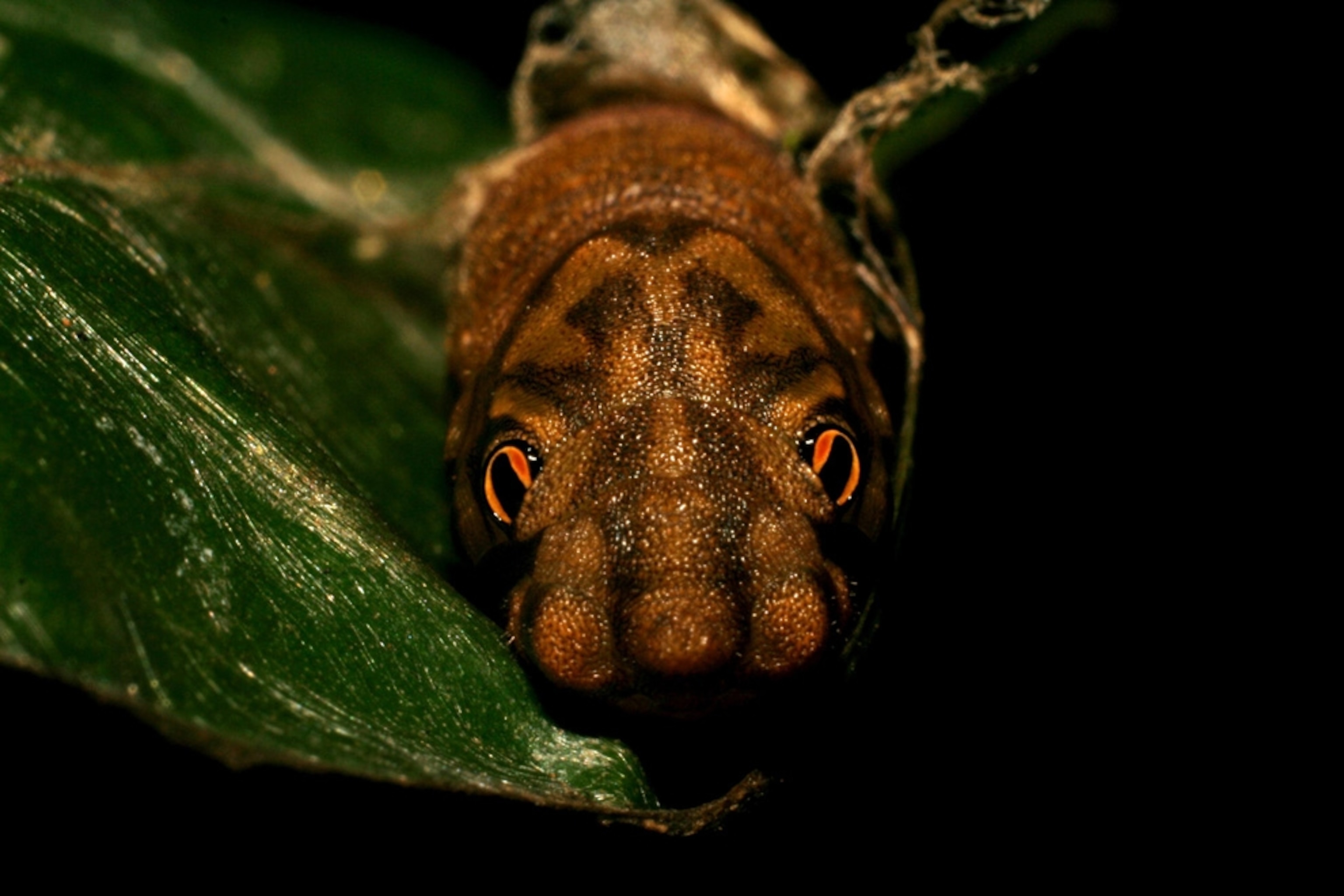 Masters of Deception: 5 Two-Faced Species