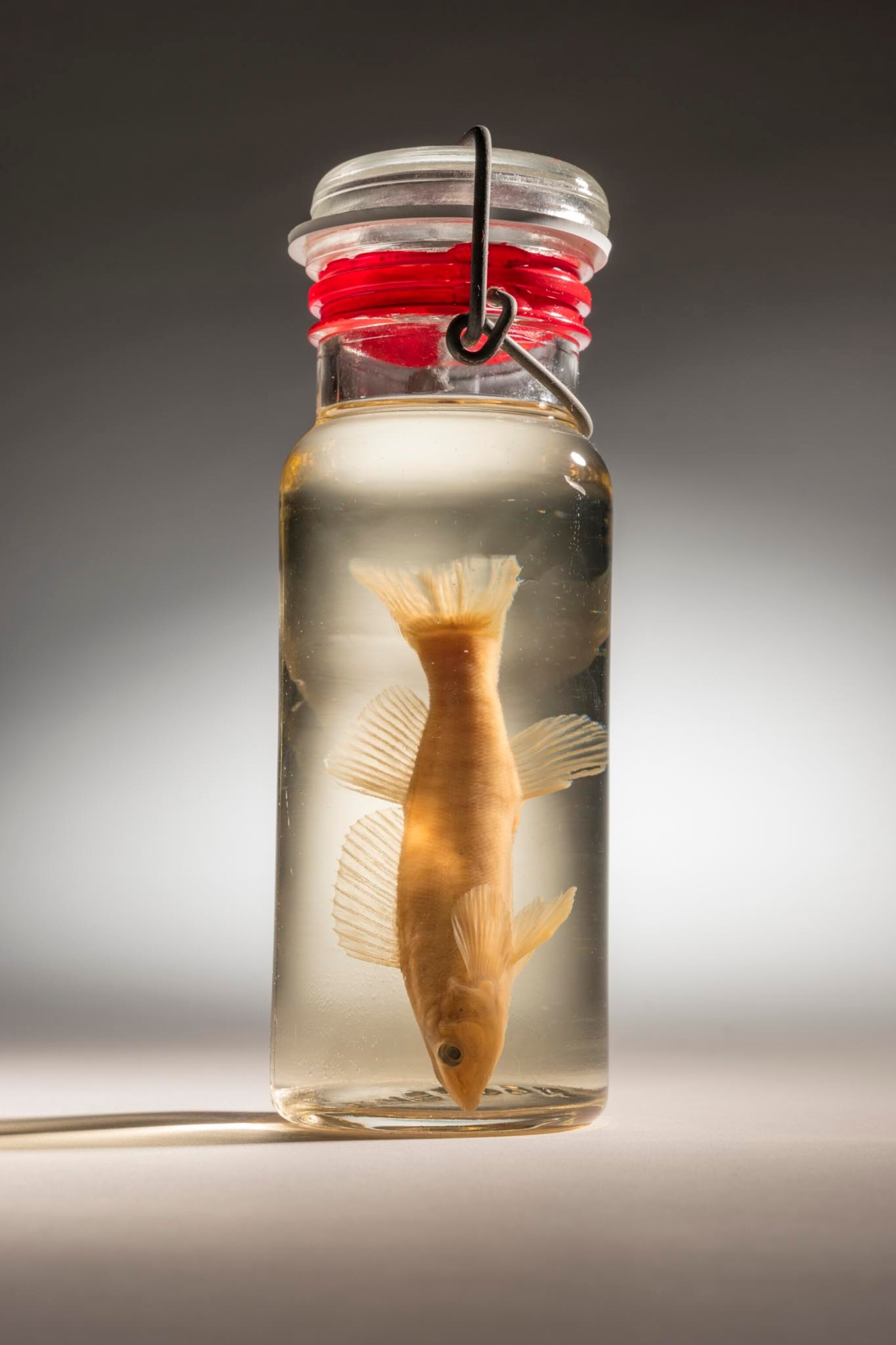 These surreal jarred fish tell an urgent story of extinction