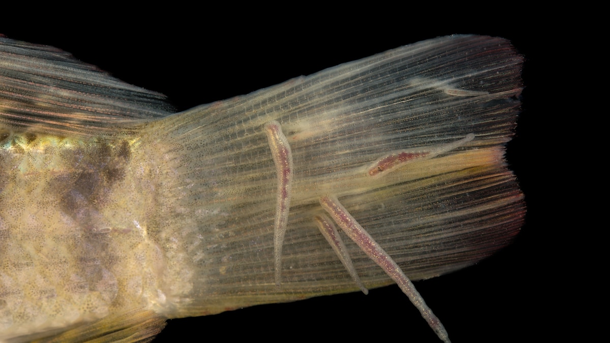 Parasites may gross us out, but they hold ecosystems together ...