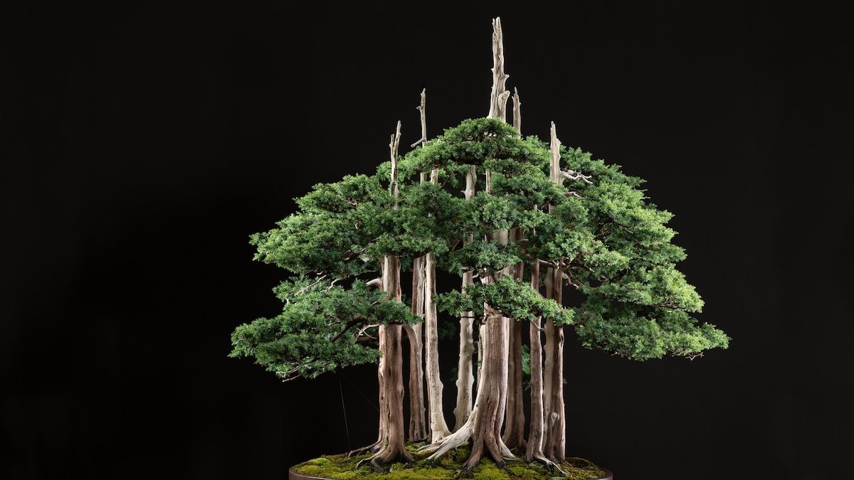 The famous bonsai forest that lives in Washington, D.C.
