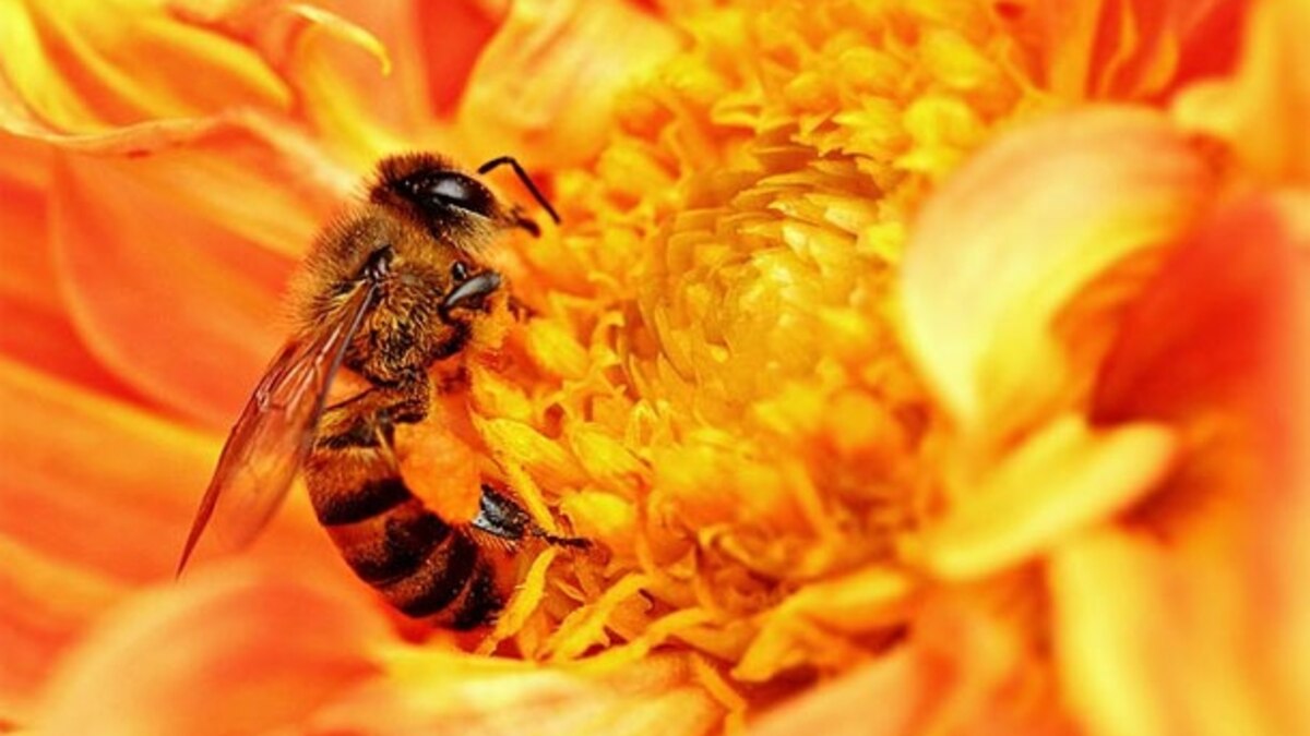 Reversible gene marks linked to reversible careers in bees | National ...