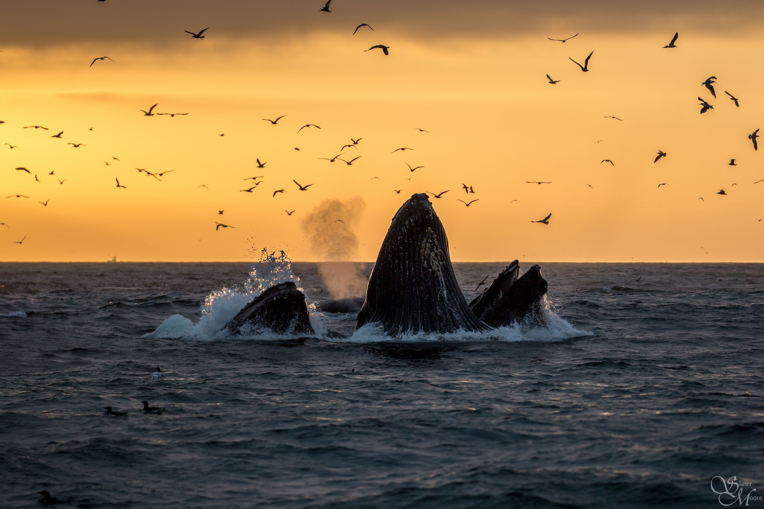 The Rare Beauty of Dozens of Migrating Humpback Whales