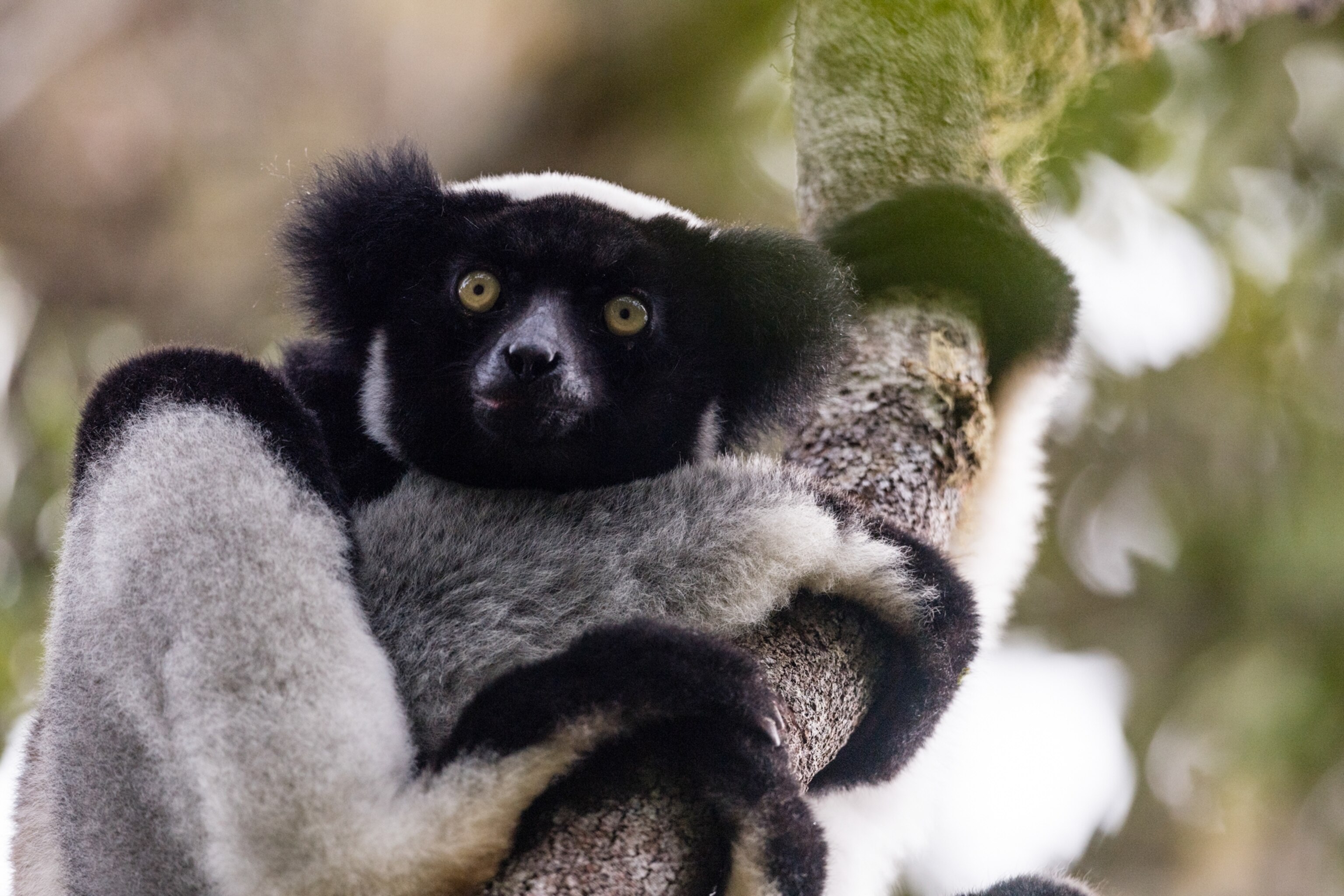 These lemurs sing in a rhythm previously only found in humans and birds