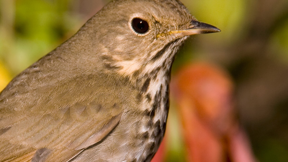 Hermit Thrush | National Geographic | National Geographic