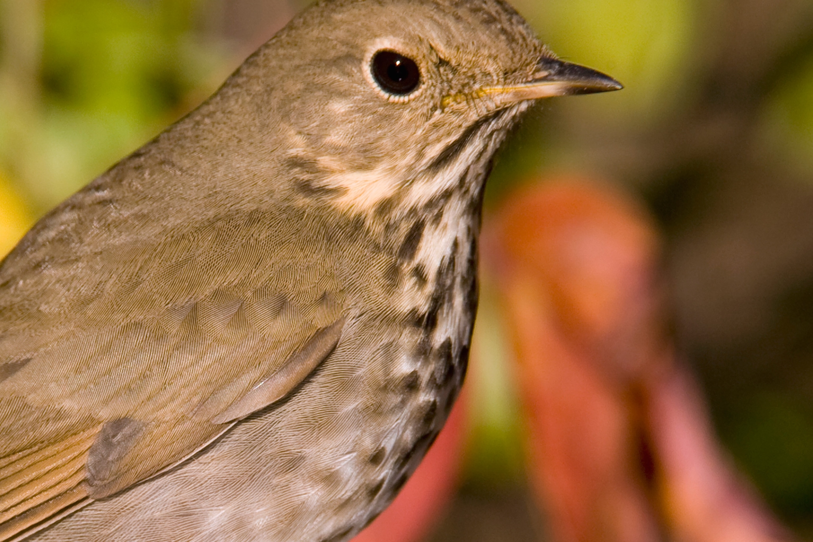 Hermit Thrush Eggs In California