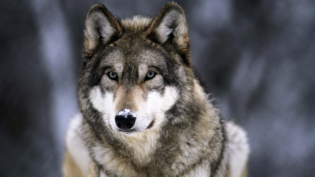 Snow Day! 8 Surprisingly Snow-Loving Animals | National Geographic