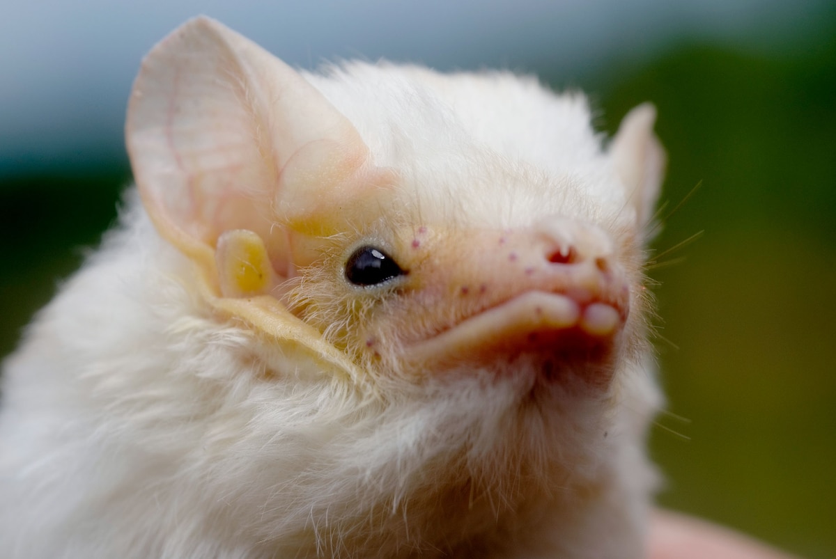 Meet the Microbats: Winged Creatures' Secrets Revealed