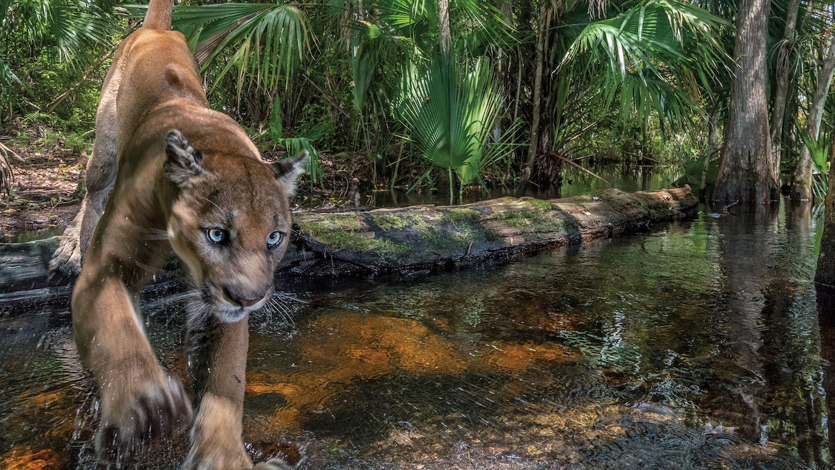 The history of the Florida panther, a symbol of reverence and revulsion ...