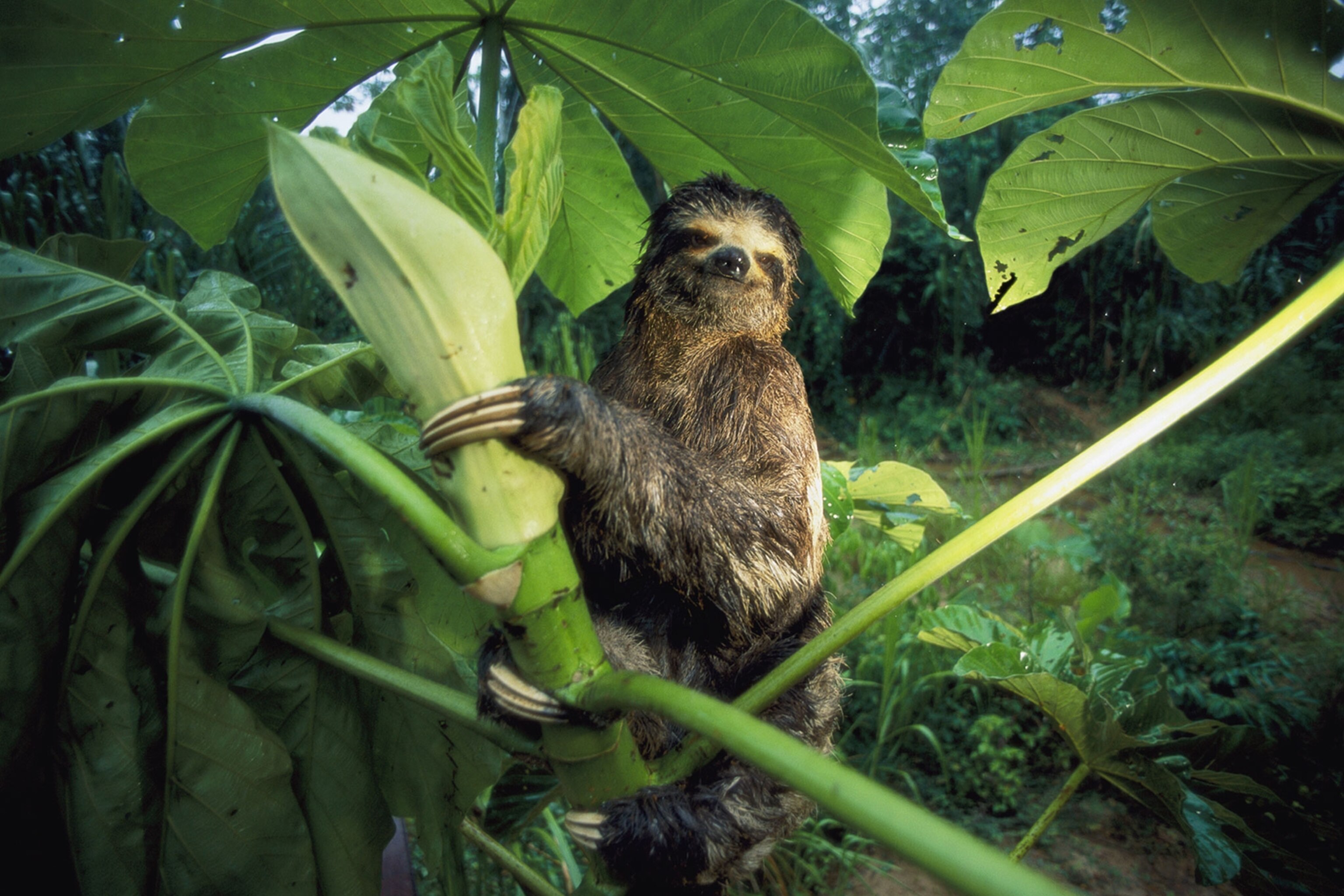 Why Do Some Animals Live Life in the Slow Lane?