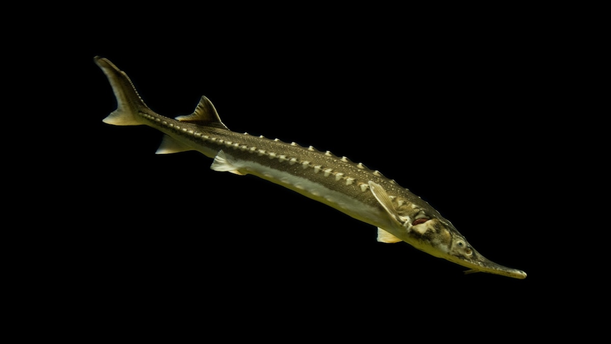 Critically endangered sturgeons threatened by proposed dams in Caucasus ...