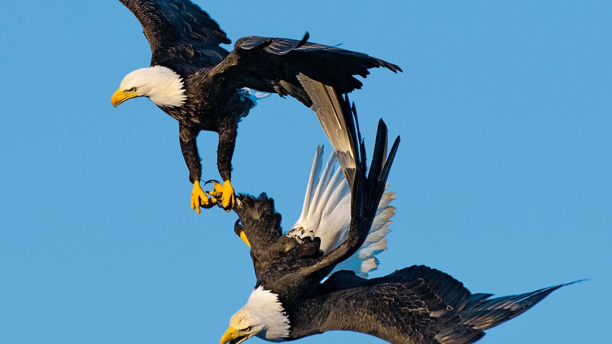 For Amorous Bald Eagles, a ‘Death Spiral’ Is a Hot Time | National ...