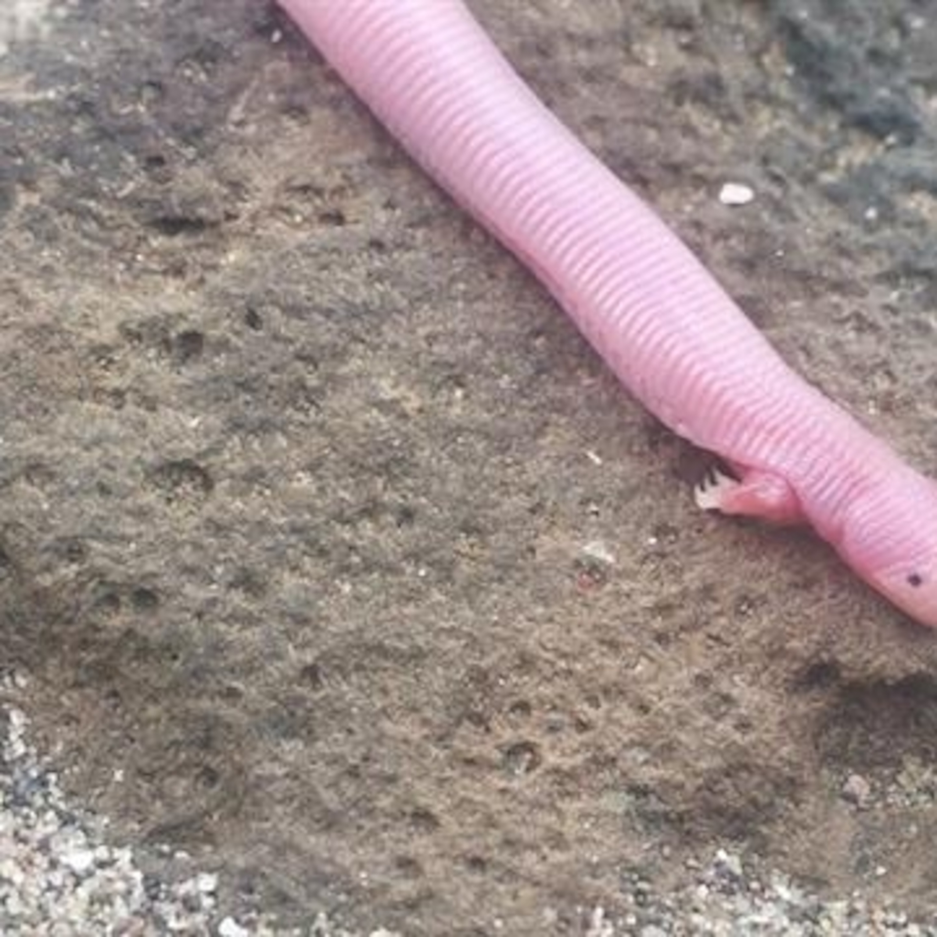 Legless Lizard Skeleton