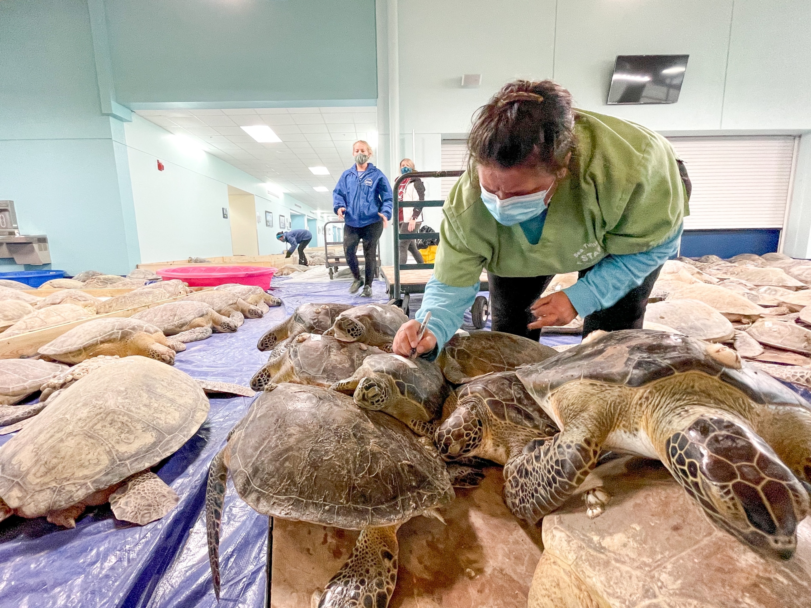 Nearly 5,000 sea turtles rescued from freezing waters on Texas island