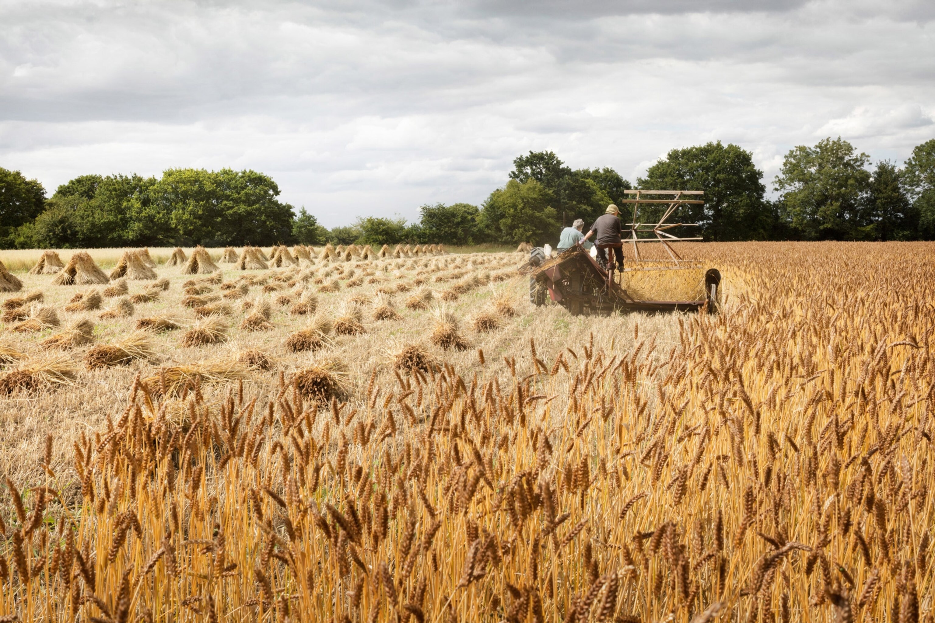 Rewilding the UK one abandoned lot at a time