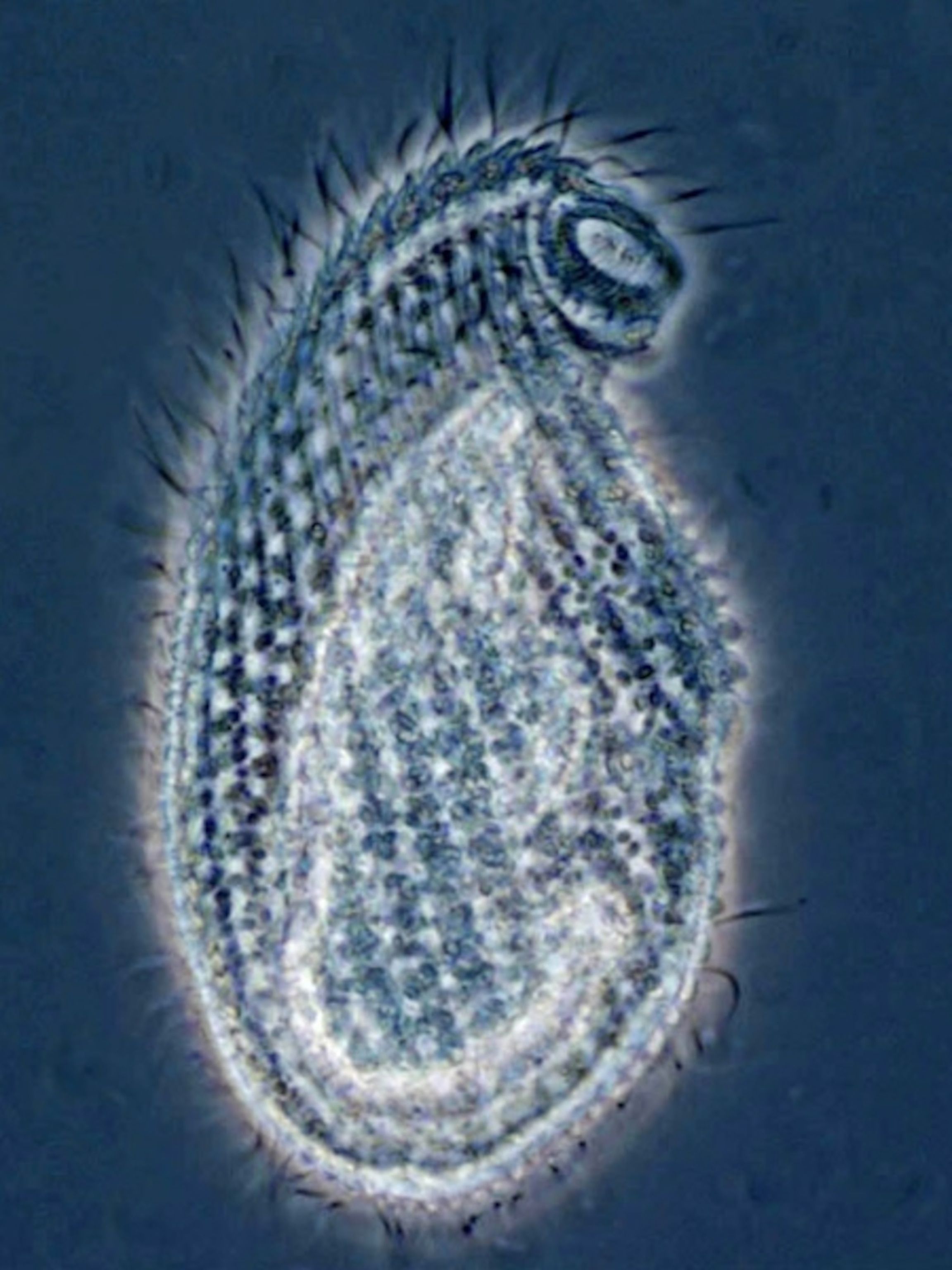 Marine Microbes | National Geographic