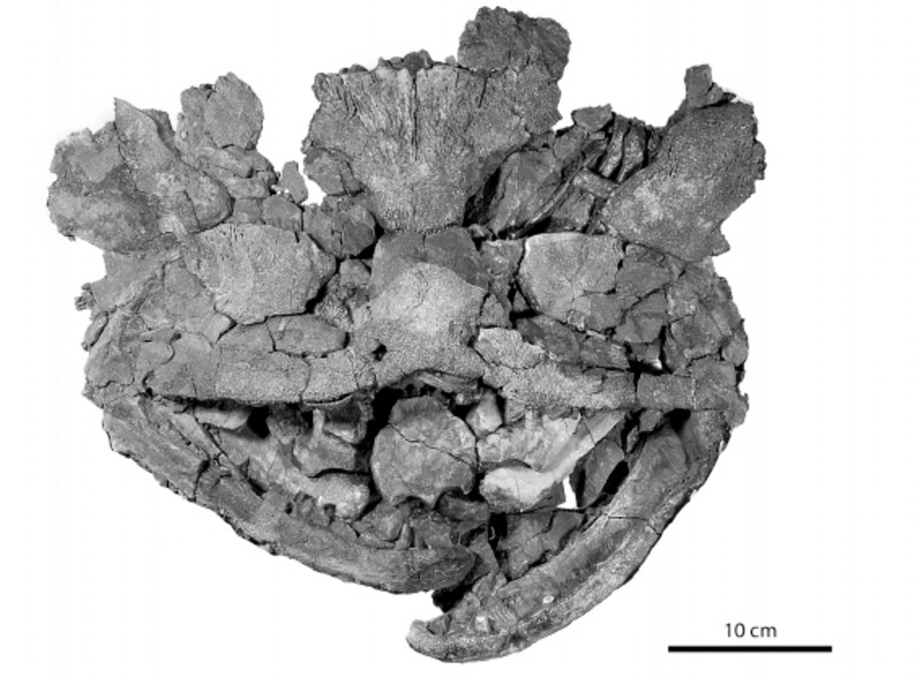 Nunavut’s Big, Bad Fossil Fish | National Geographic