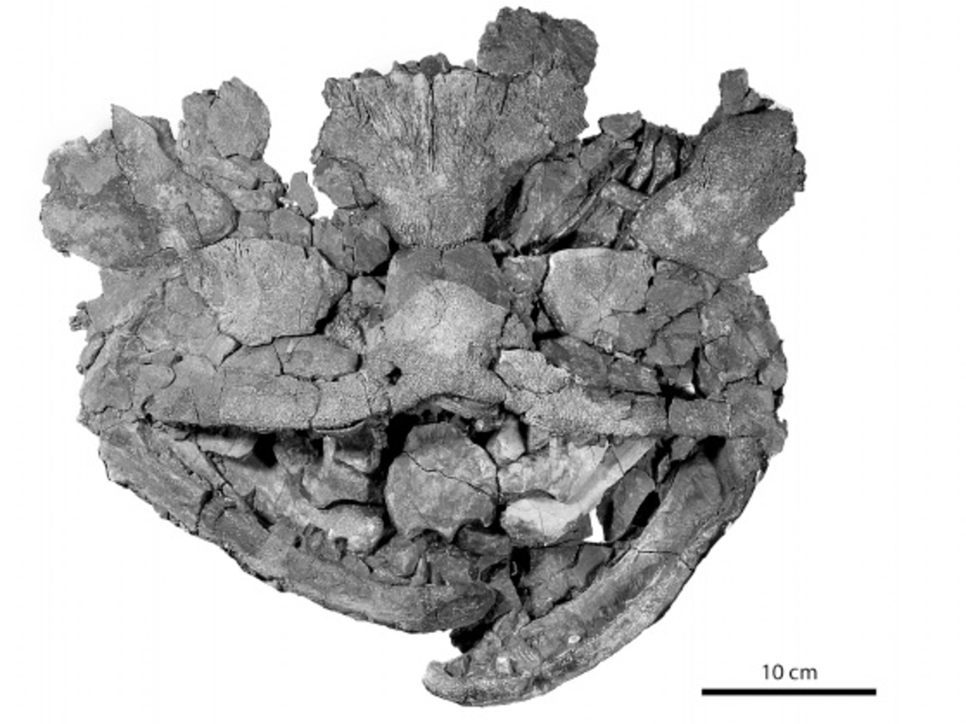 Nunavut’s Big, Bad Fossil Fish