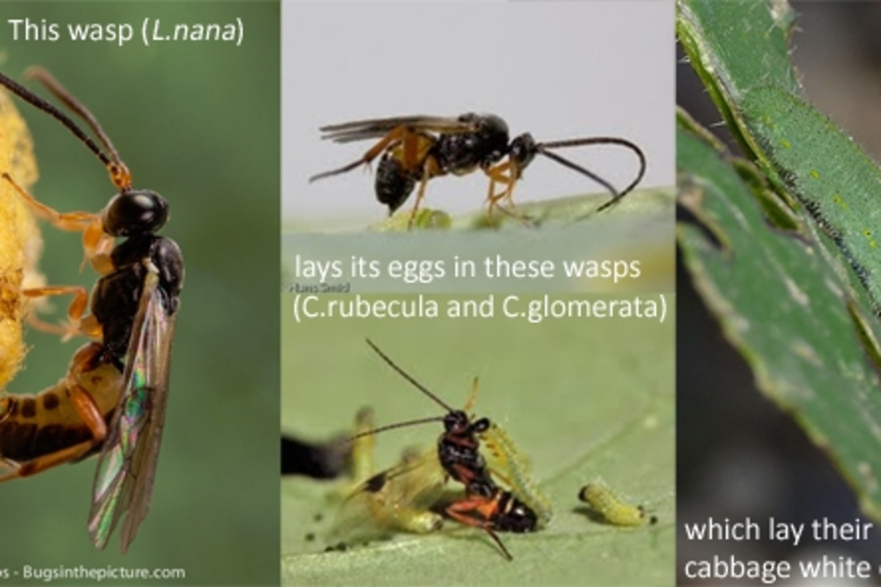 Nasa Alien Queen Laying Eggs