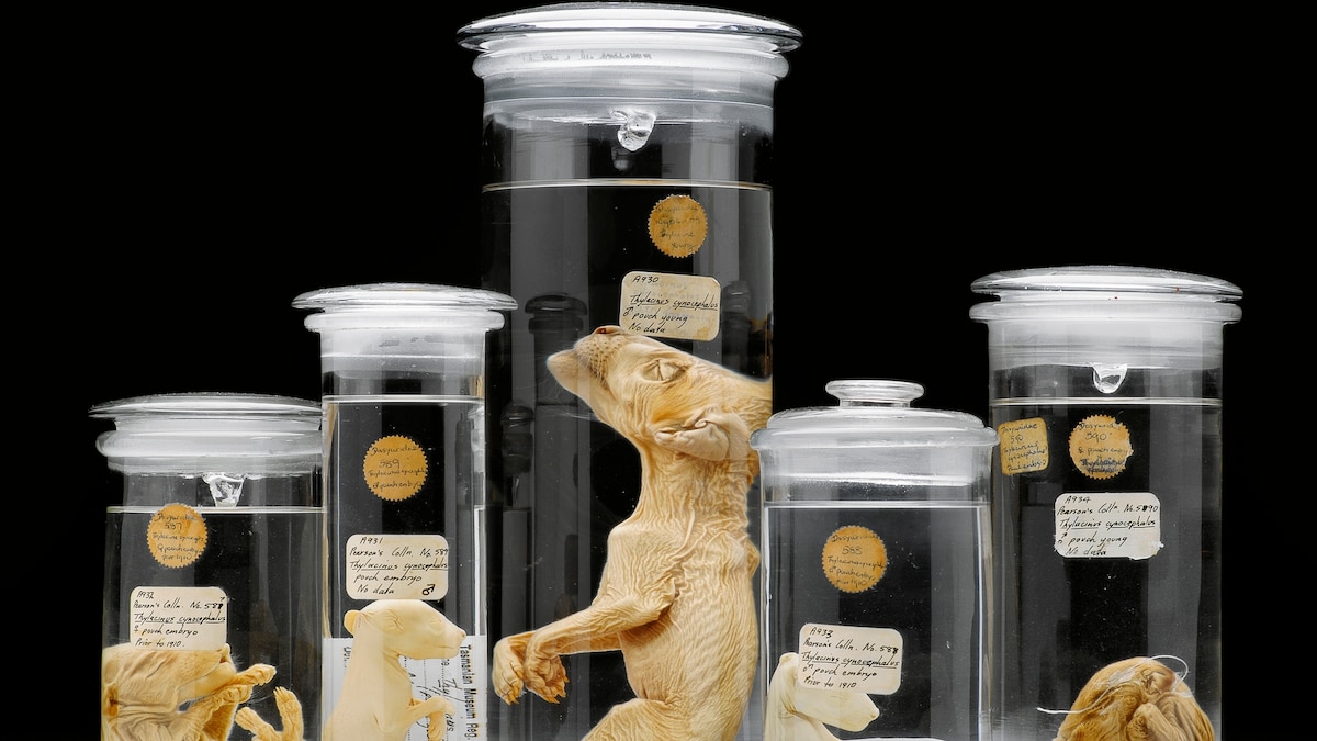 Recipe for a Resurrection | National Geographic