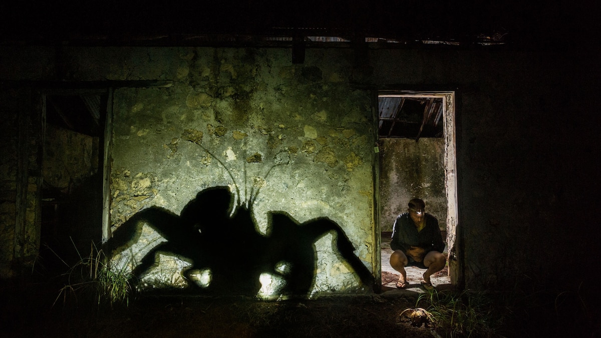 How a Photographer Turned a Coconut Crab Into ‘Crabzilla’ | National ...