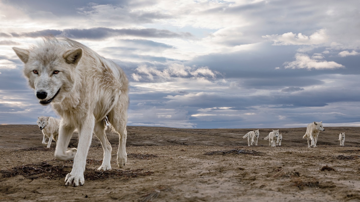 Top 4 myths about wolves, busted by experts | National Geographic