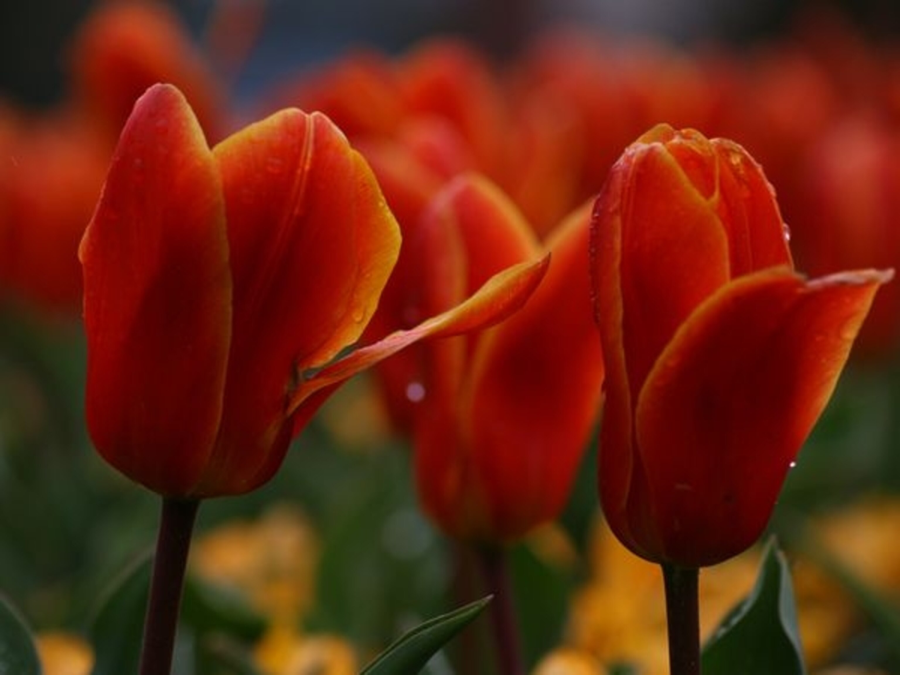 Road Trip: The Flower Route, Netherlands -- National Geographic