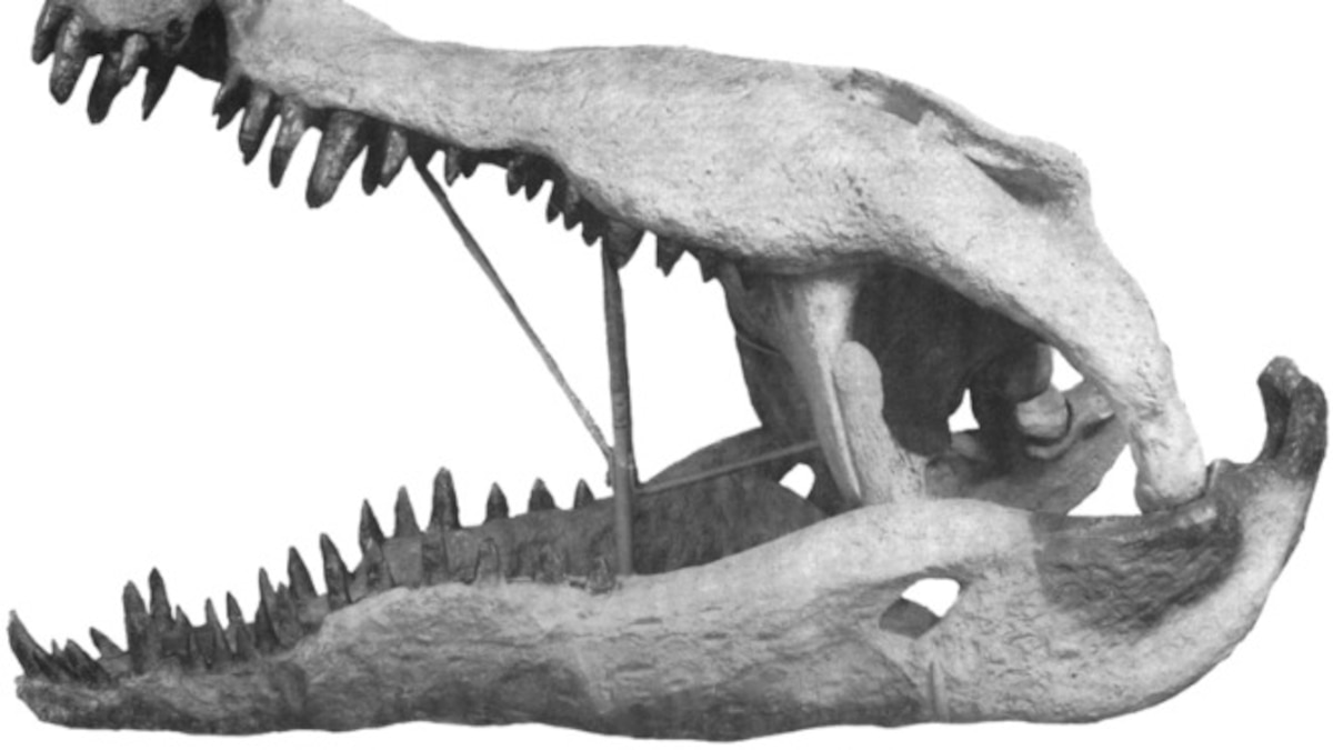 How to Resurrect a Terror Croc | National Geographic