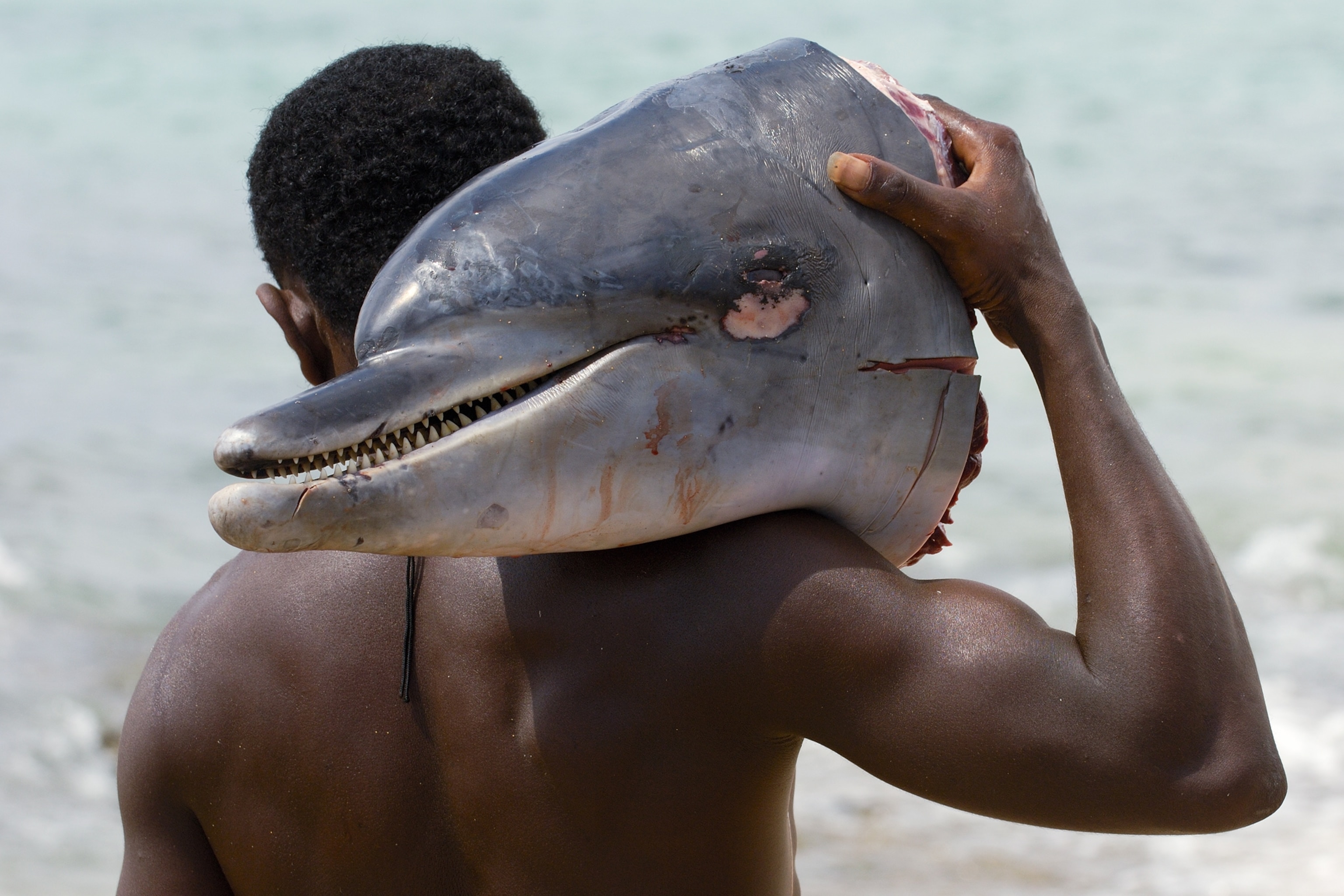 Pictures: Dolphins and Whales Hunted Despite Protection - National ...