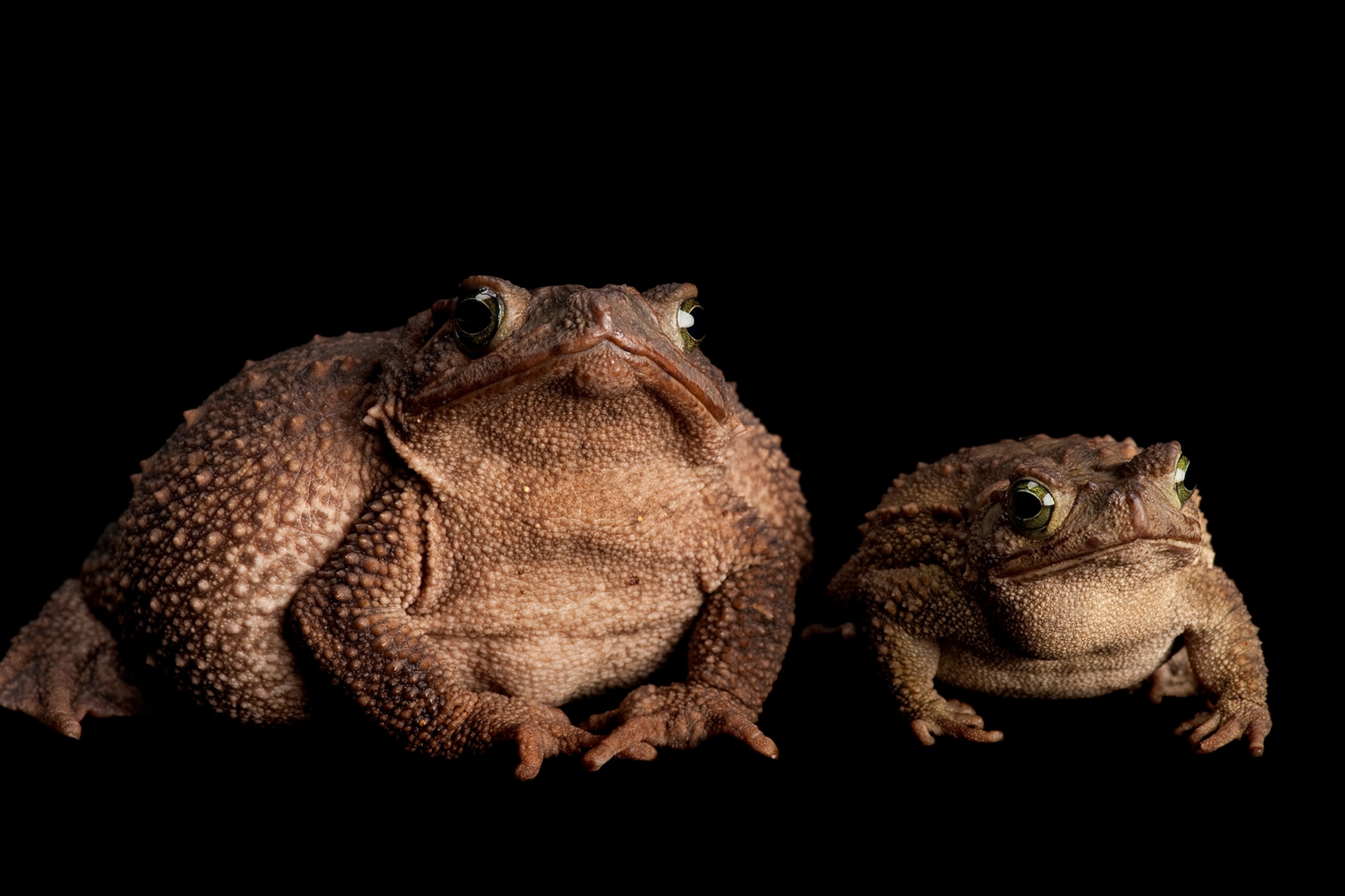 How Cats, Rats, Bats, and More Became Halloween Animals