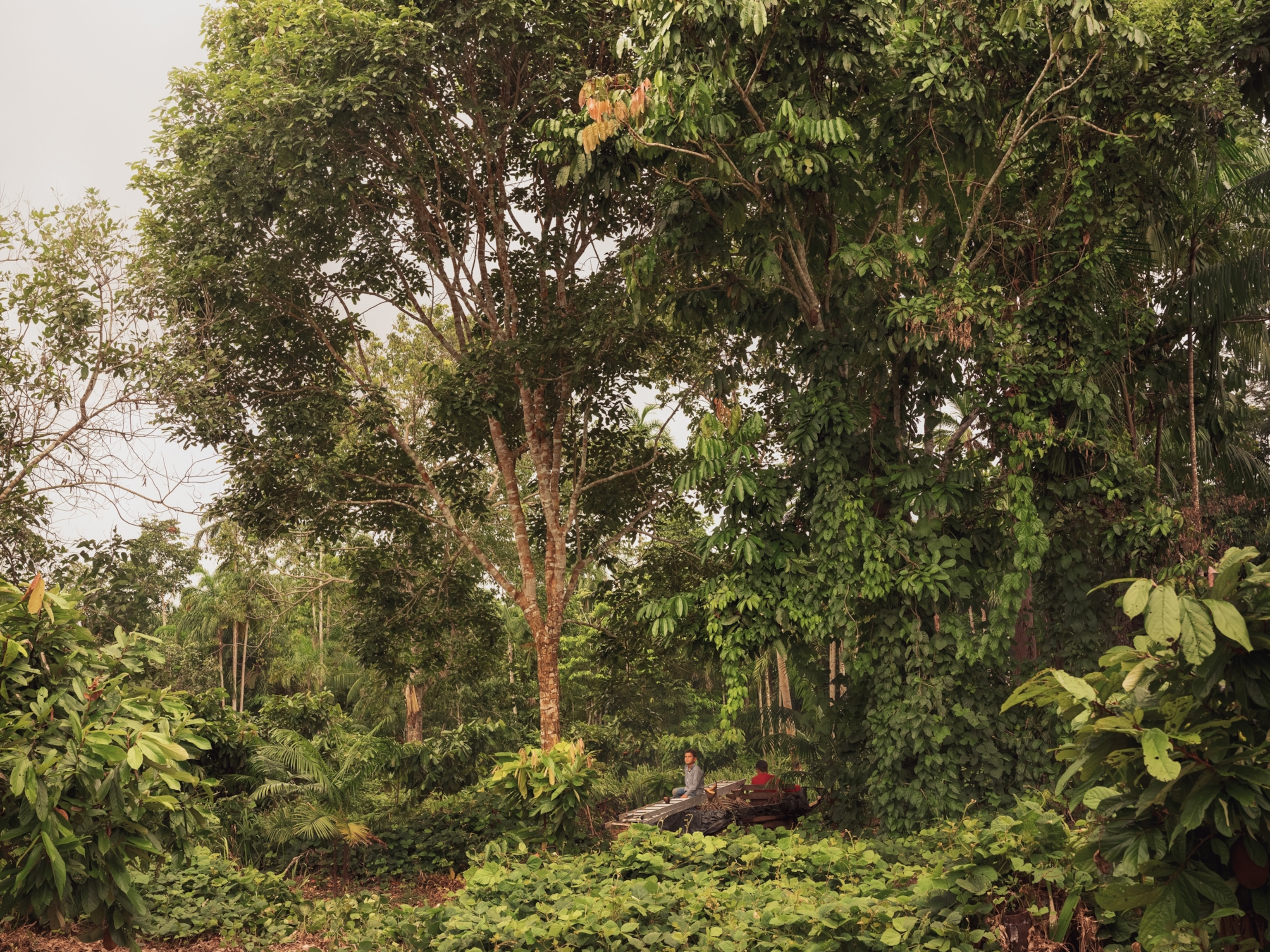 These farmers show that agriculture in the Amazon doesn’t have to be ...